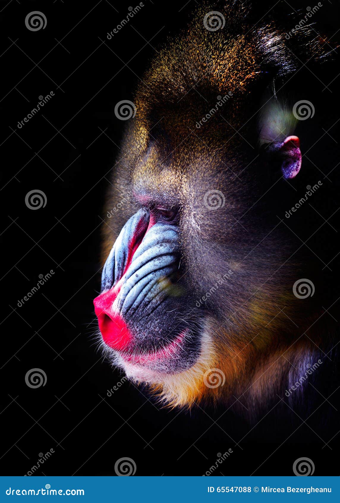 Mandrill Close-up Portrait Mandrillus Sphinx Stock Photo - Image of ...