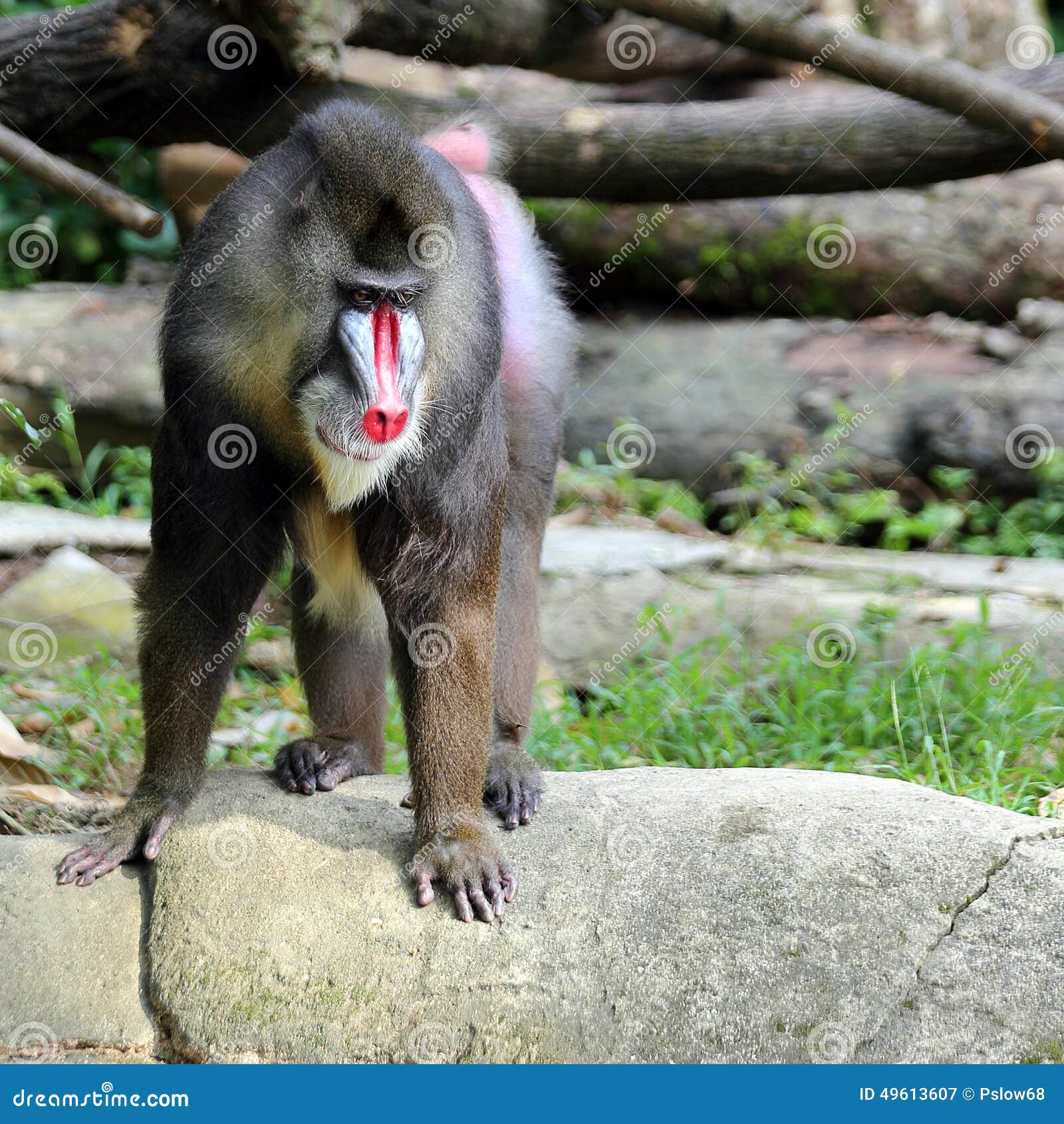 Mandrill stock image. Image of lone, standing, single - 49613607