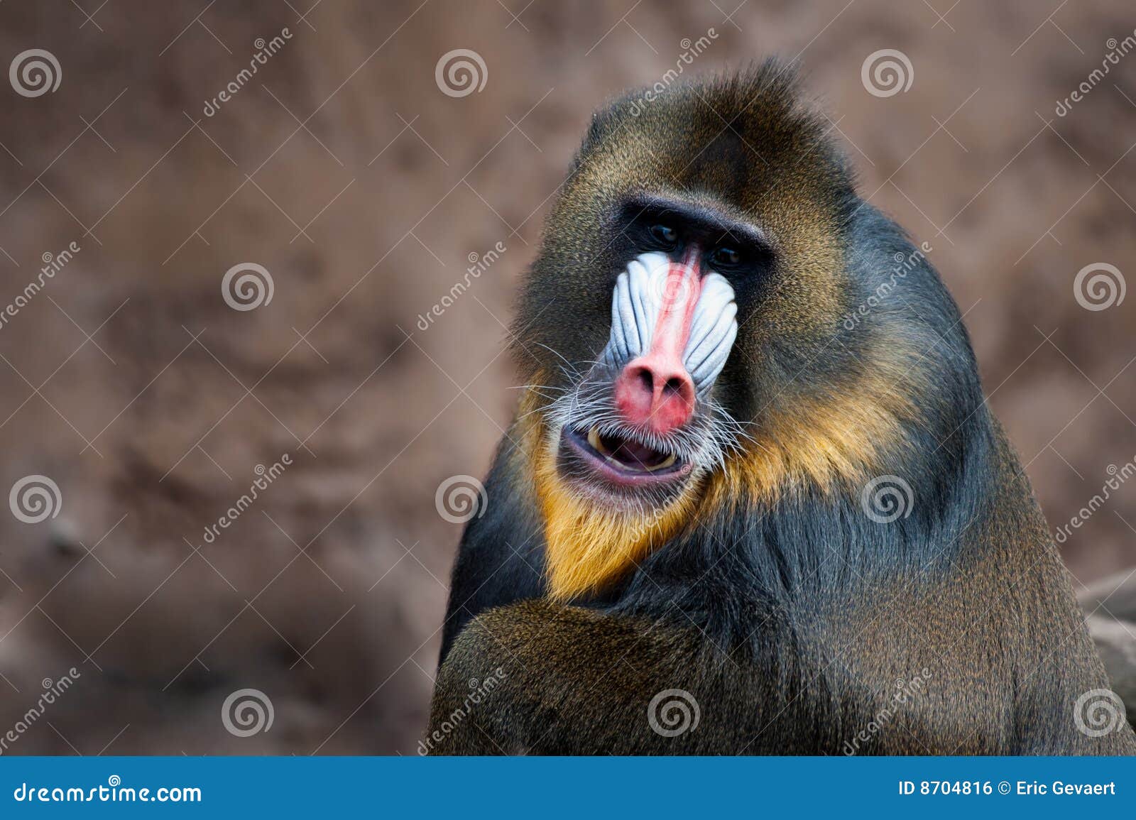 Mandrill coloré photo stock. Image du tropical, fourrure - 8704816