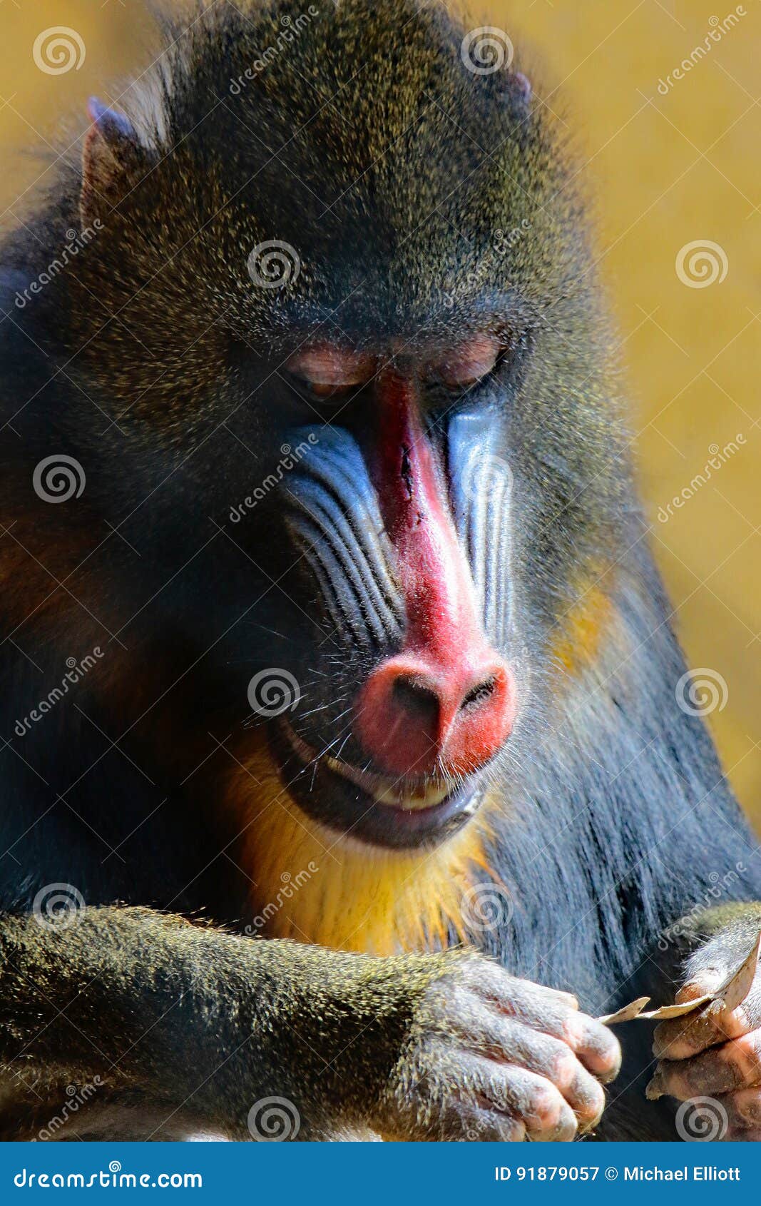 Mandrill stock image. Image of male, elongated, congo - 91879057