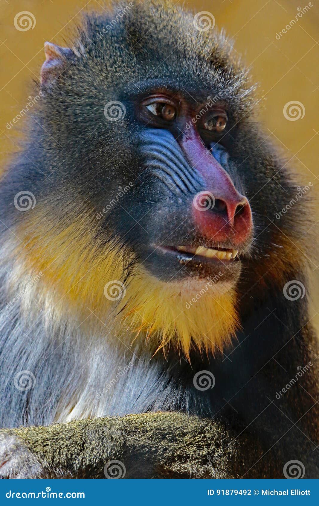 Mandrill stock photo. Image of cheeks, eyes, gabon, habitat - 91879492