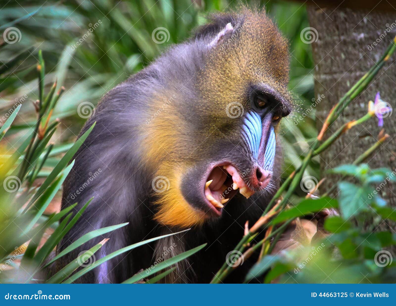 Mandrill stock image. Image of bite, anger, vibrant, gums - 44663125