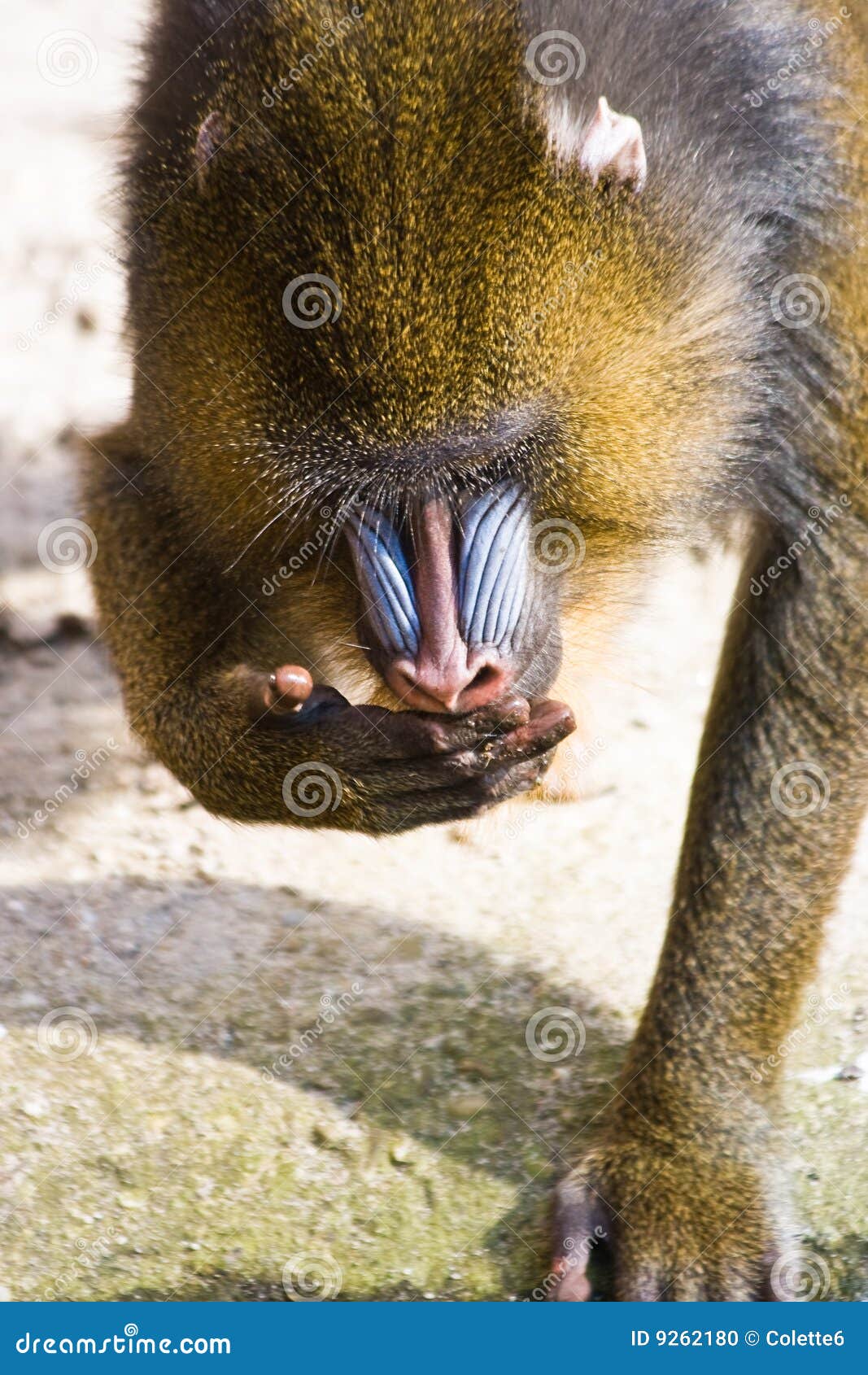 Mandrill drinking water stock photo. Image of mandrillus - 9262180