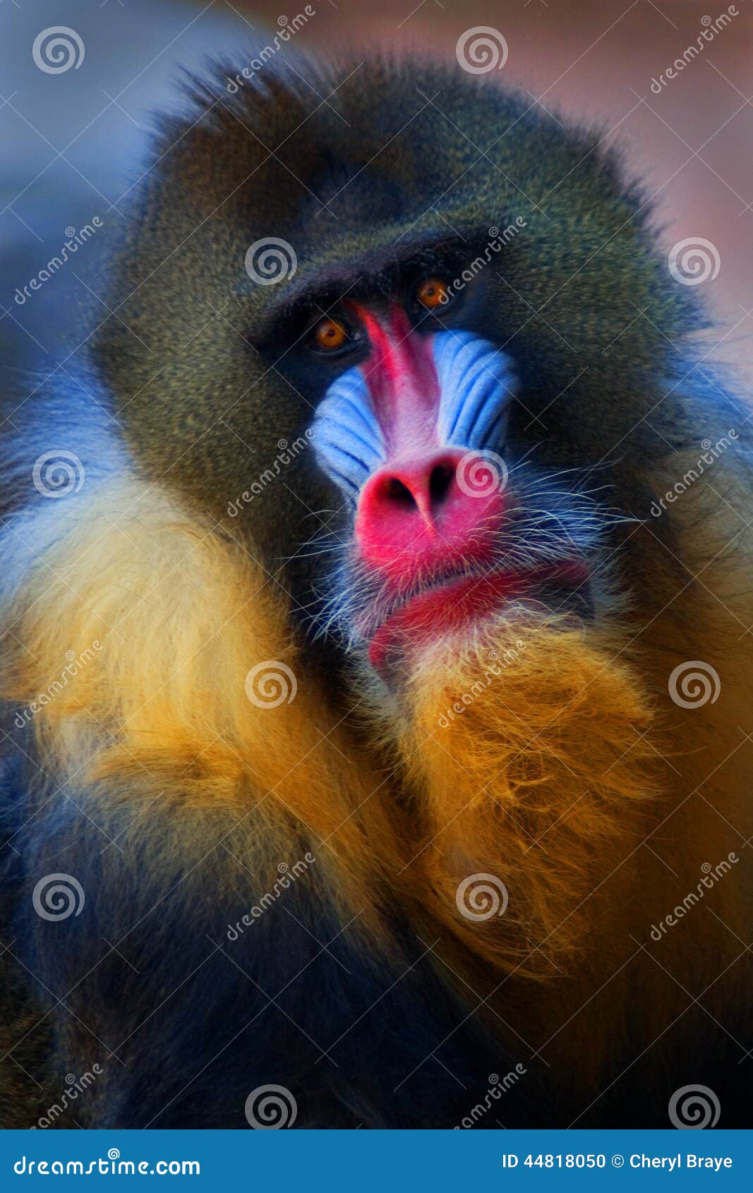 Mandrill Face Close Up, Mandrill Face Royalty-Free Stock Photography ...