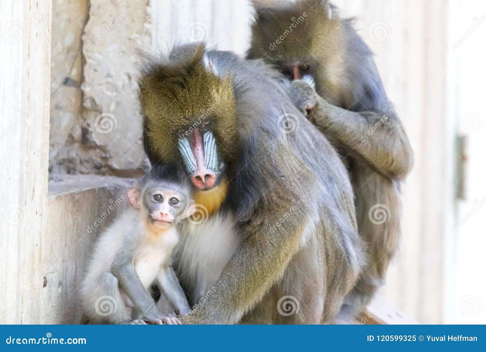 Mandrill Family in Captivity Stock Image - Image of cute, captivity ...