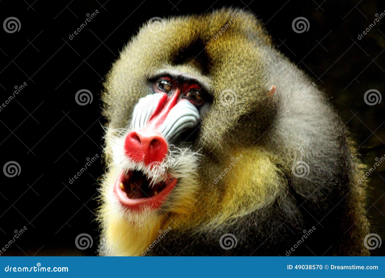 MANDRILL is HAPPY stock photo. Image of wildlife, africa - 49038570