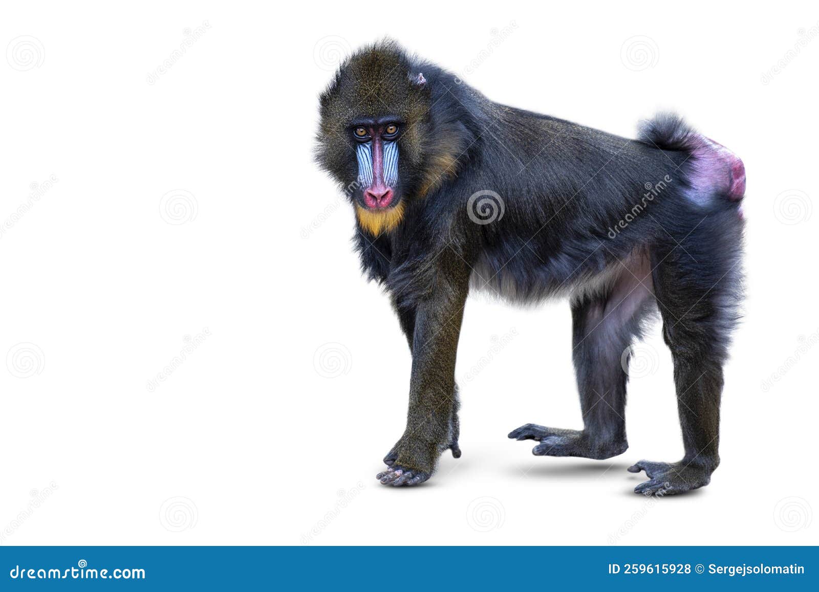 Mandrill Isolated on White Background. Walking Monkey, Side View ...