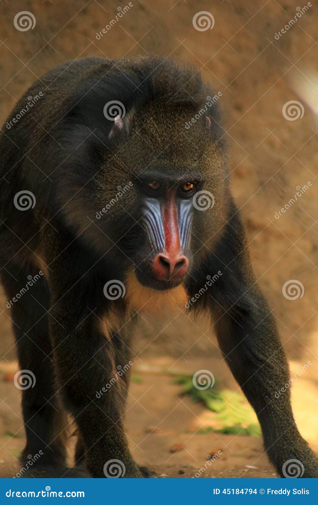 Mandrill stock photo. Image of wildlife, lionking, primate - 45184794