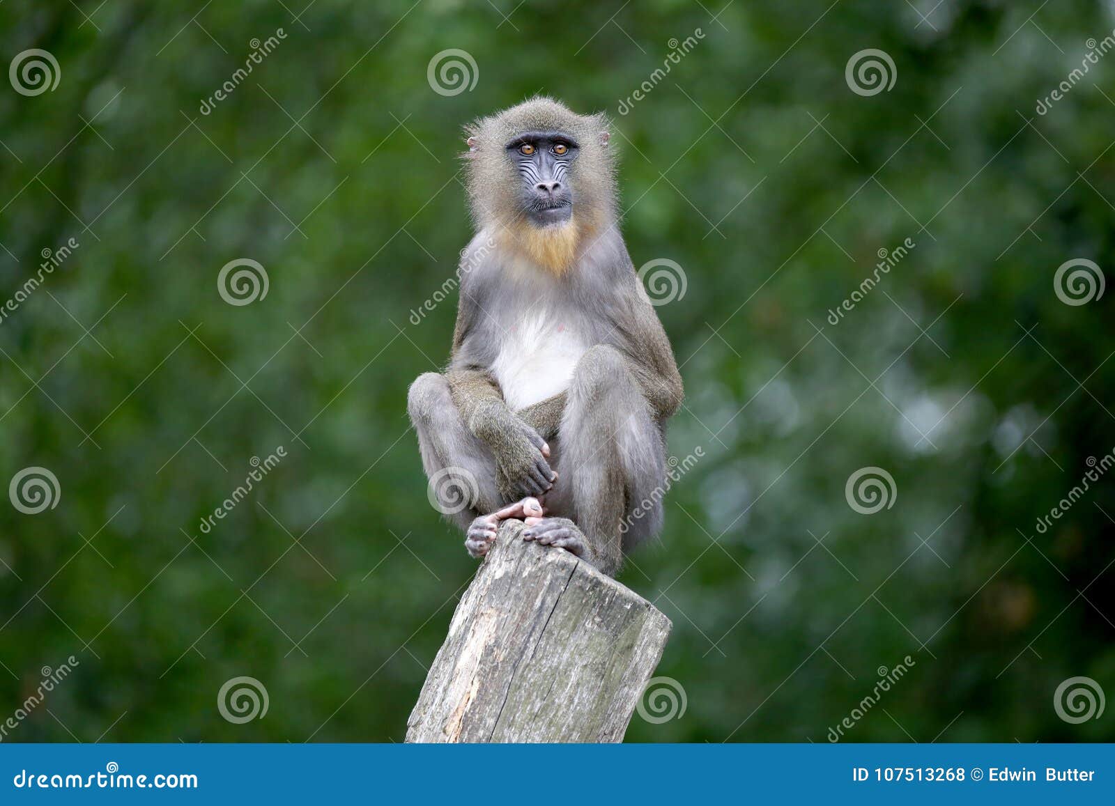Mandrill stock photo. Image of blue, mandrillus, male - 107513268