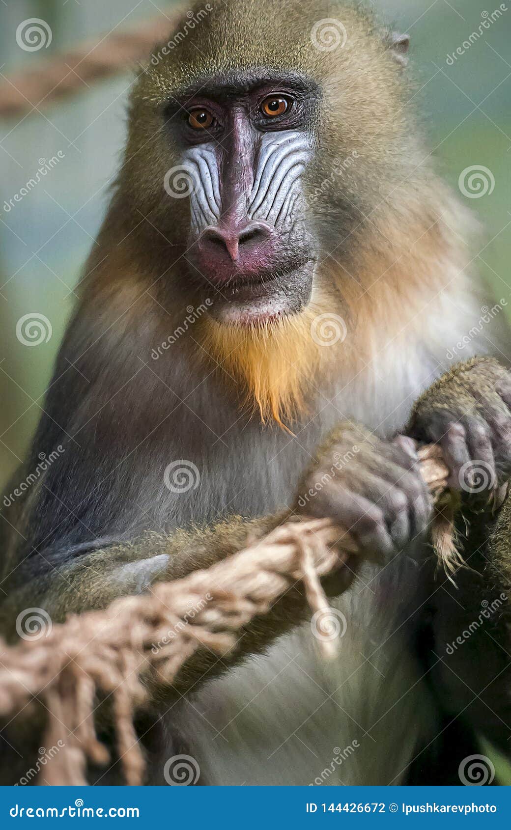 Portrait of Mandrill, Mandrillus Sphinx, Primate of the Old World ...