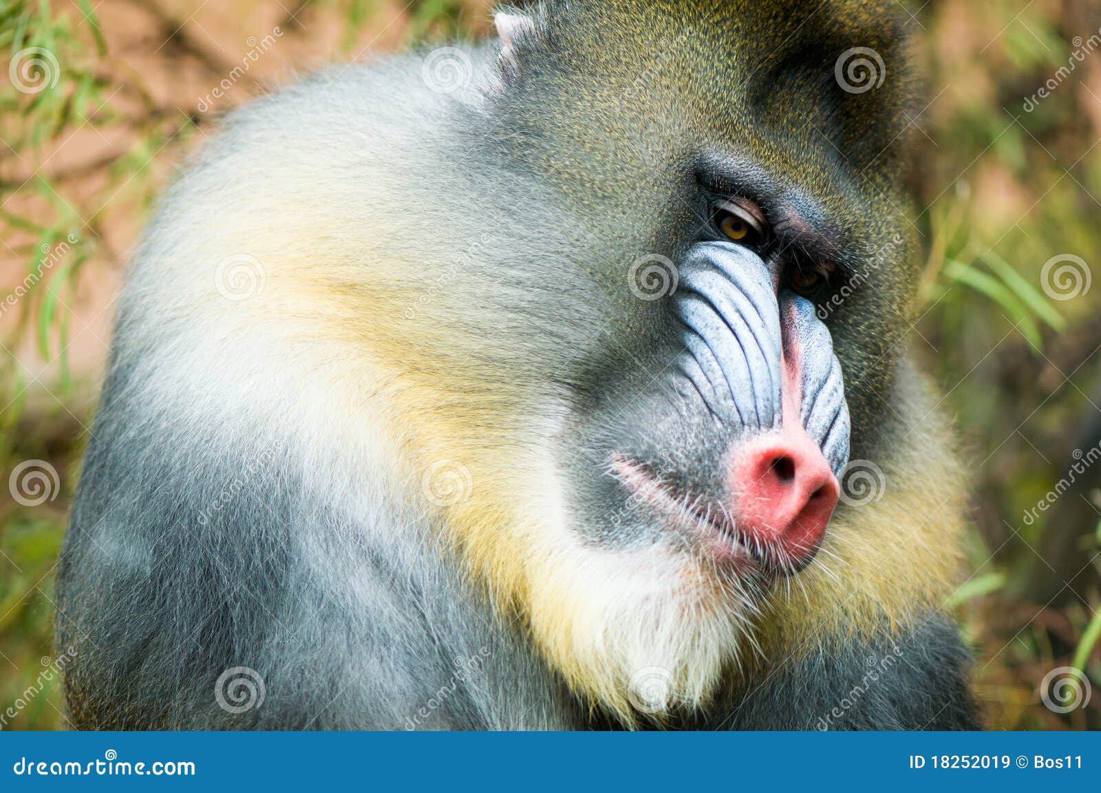 Mandrill (Mandrillus Sphinx) Stock Image - Image of mandrill, blue ...
