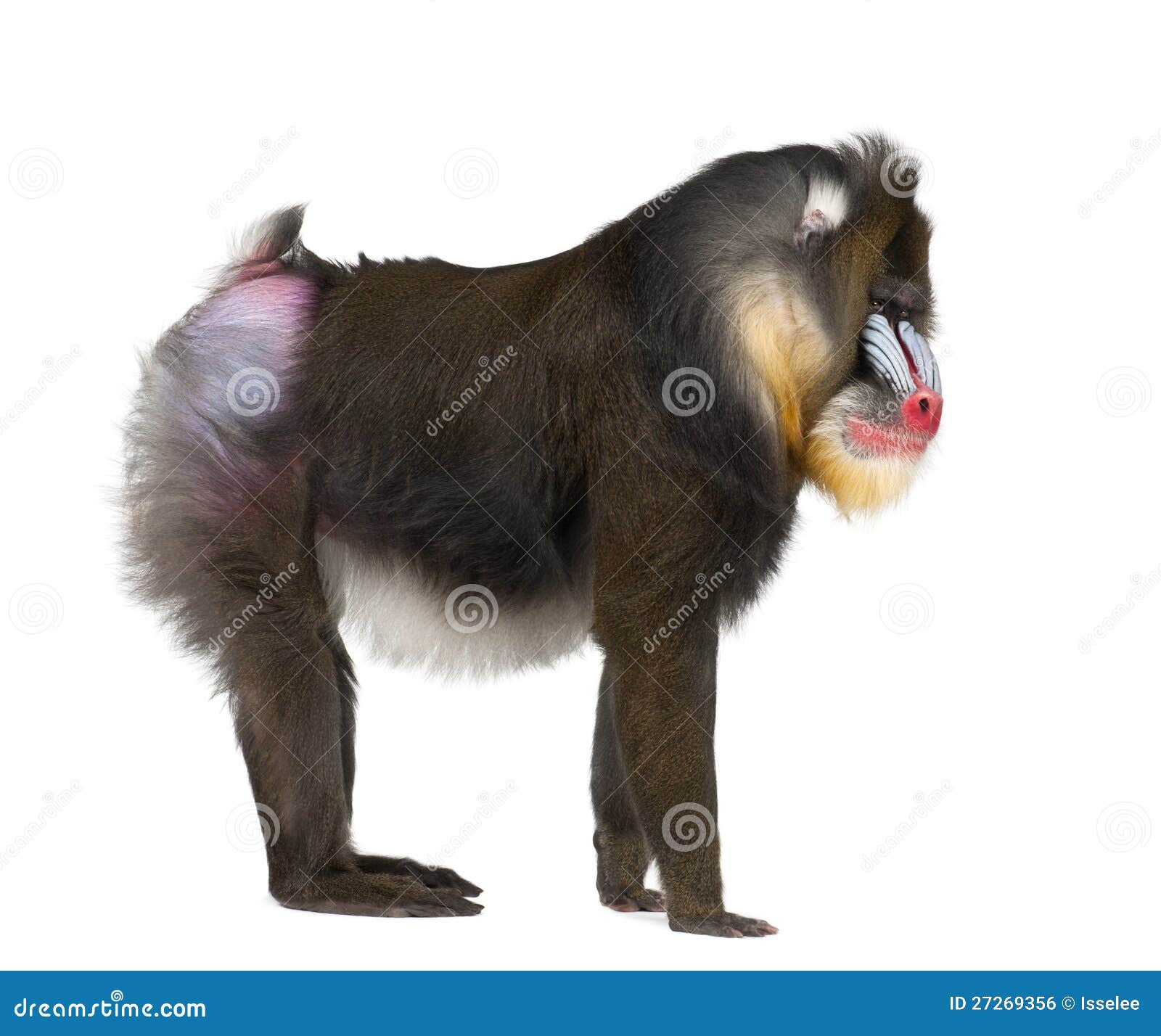 Mandrill, Mandrillus Sphinx, 22 Years Old Stock Photo - Image of wild ...