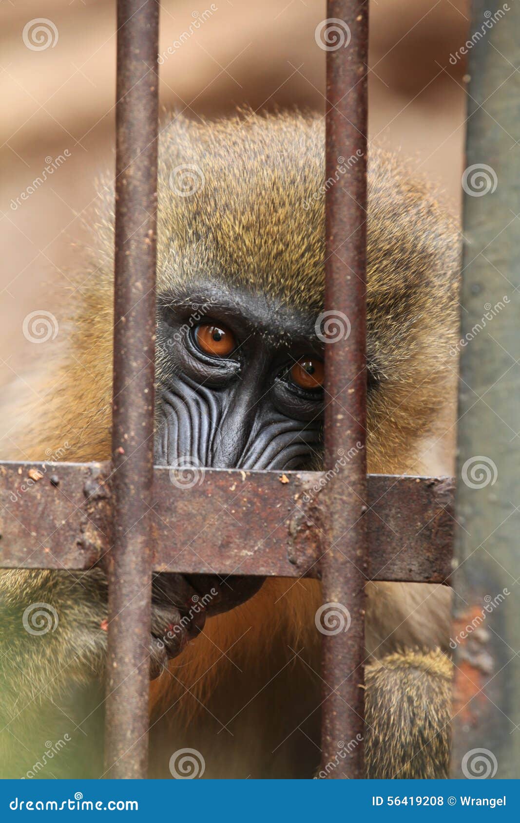 Mandrill (Mandrillus Sphinx). Stock Photo - Image of animals, captive ...