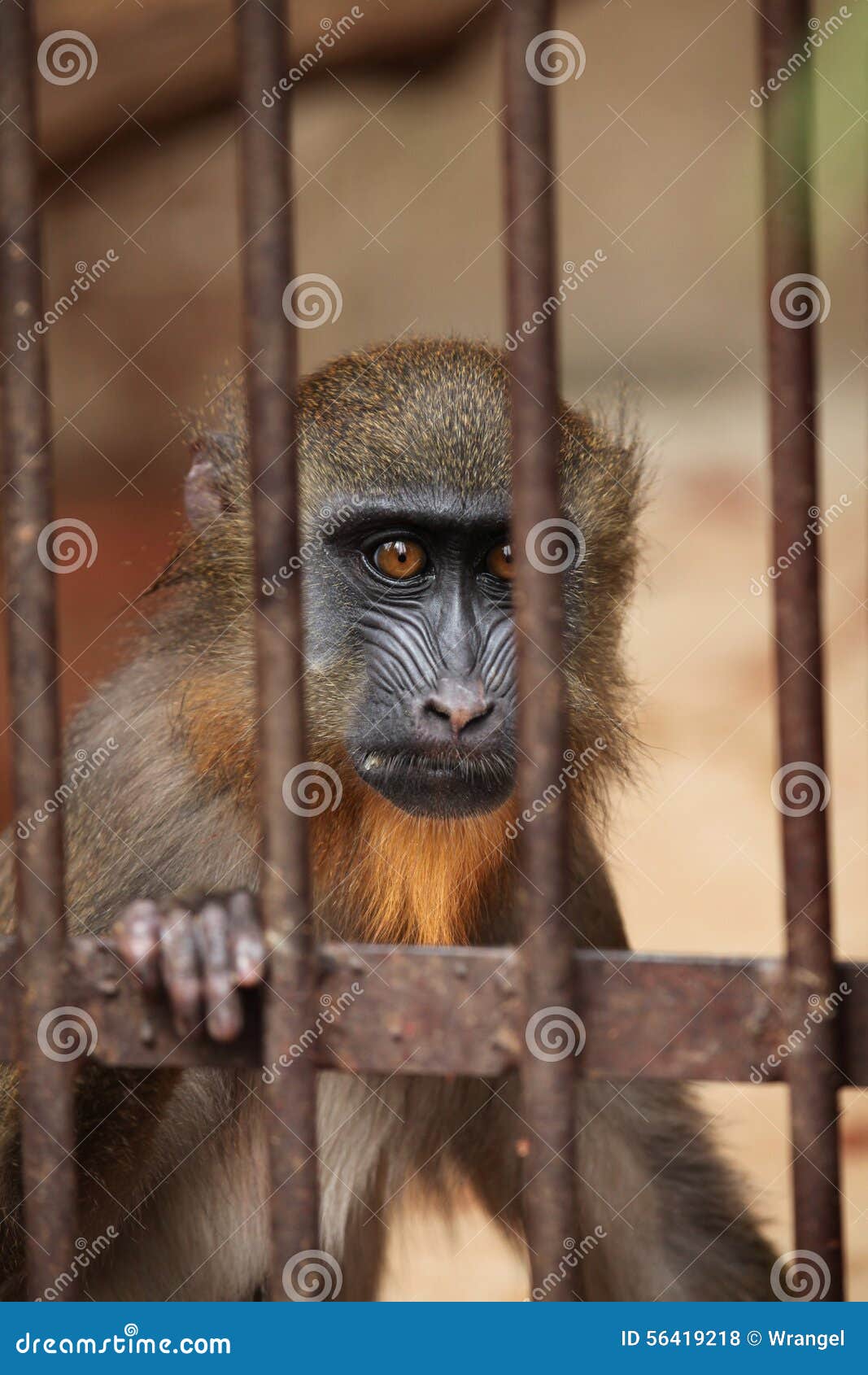 Mandrill (Mandrillus Sphinx). Stock Photo - Image of inside, enclosure ...