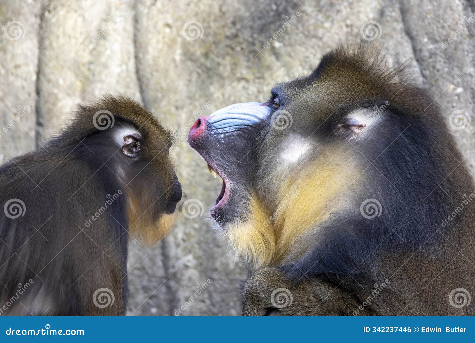 MANDRILL Mandrillus Sphinx, PORTRAIT OF MALE WITH BEAUTIFULL COLORS ...