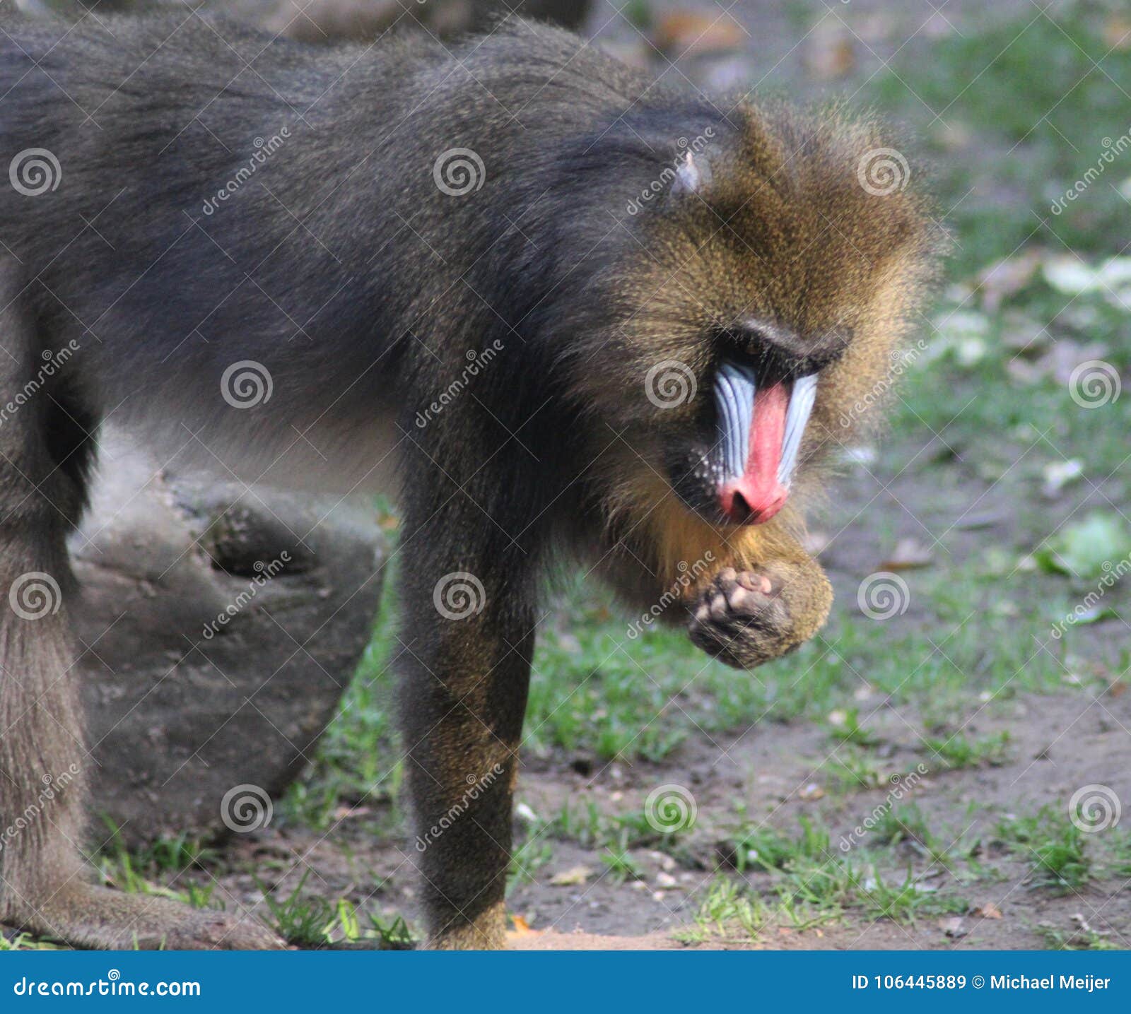 Mandrill, Mandrillus Sphinx Stock Image - Image of jungle, blue: 106445889