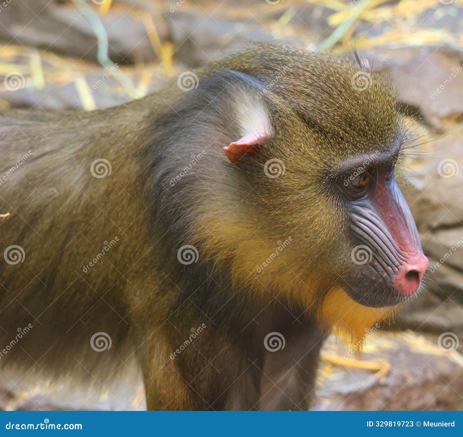 The Mandrill (Mandrillus Sphinx) I Stock Image - Image of monkey, blue ...