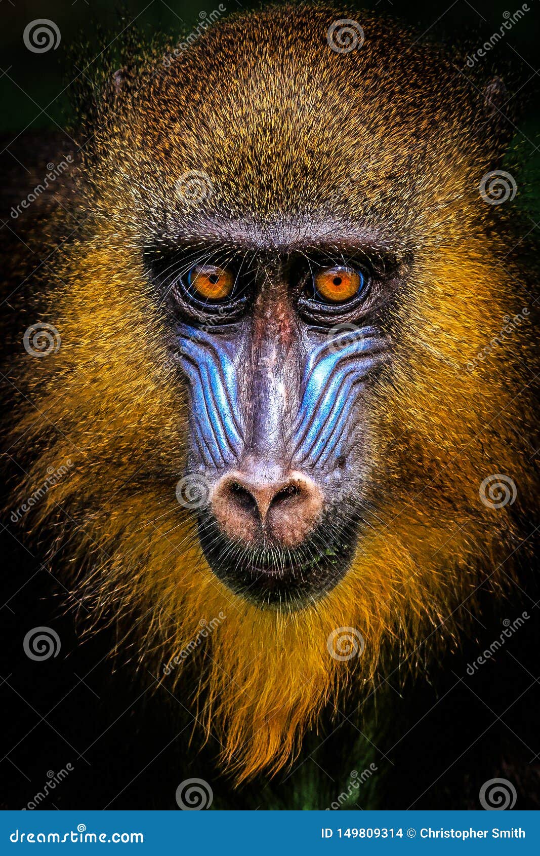 Mandrill Mandrillus sphinx stock photo. Image of cameroon - 149809314