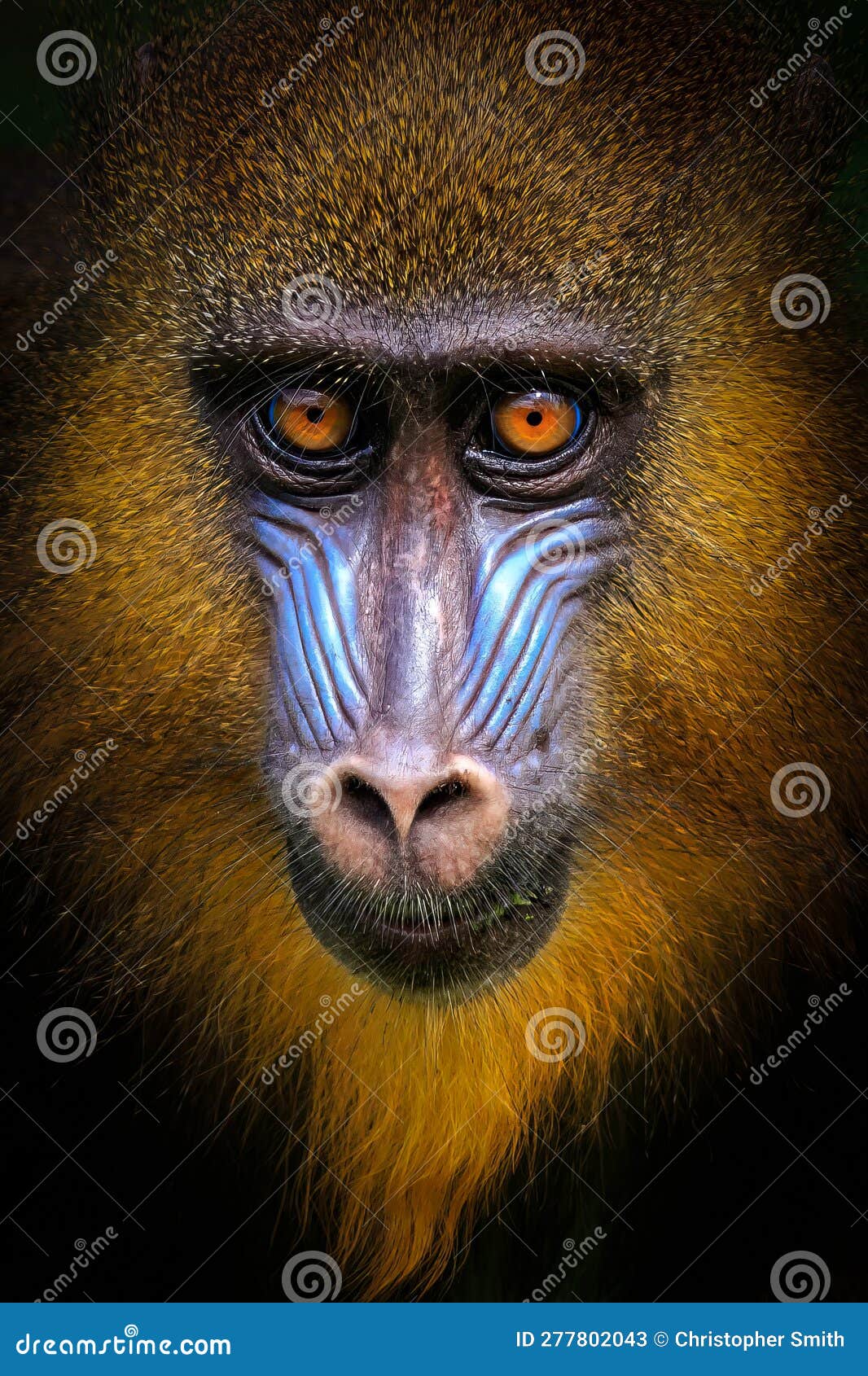 Mandrill (Mandrillus Sphinx Stock Image - Image of mandrill, lazy ...