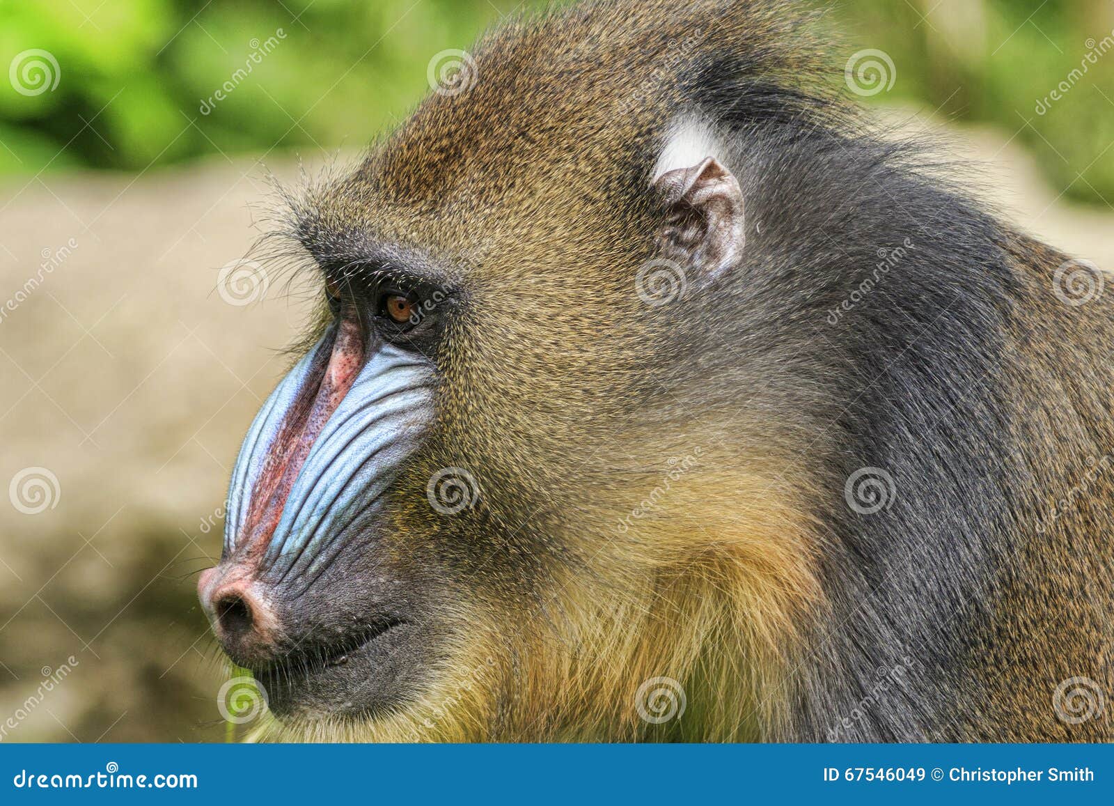 Mandrill (Mandrillus Sphinx) Stock Image - Image of endangered, bright ...