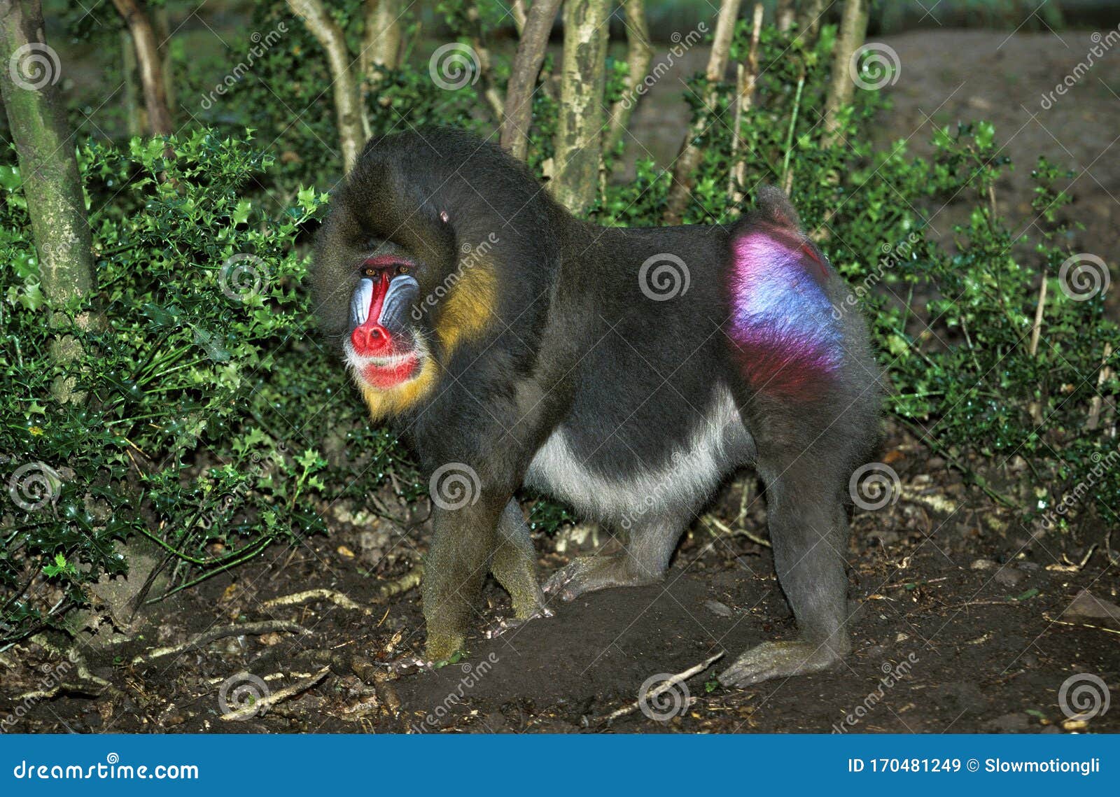 MANDRILL mandrillus Sphinx imagem de stock. Imagem de exterior - 170481249