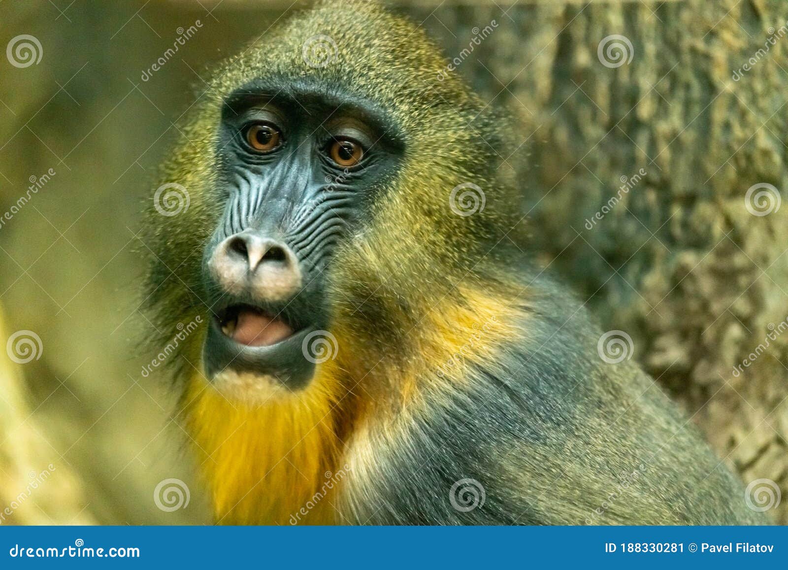 Mandrill. Mandrillus Sphinx Stock Image - Image of macaque, close ...