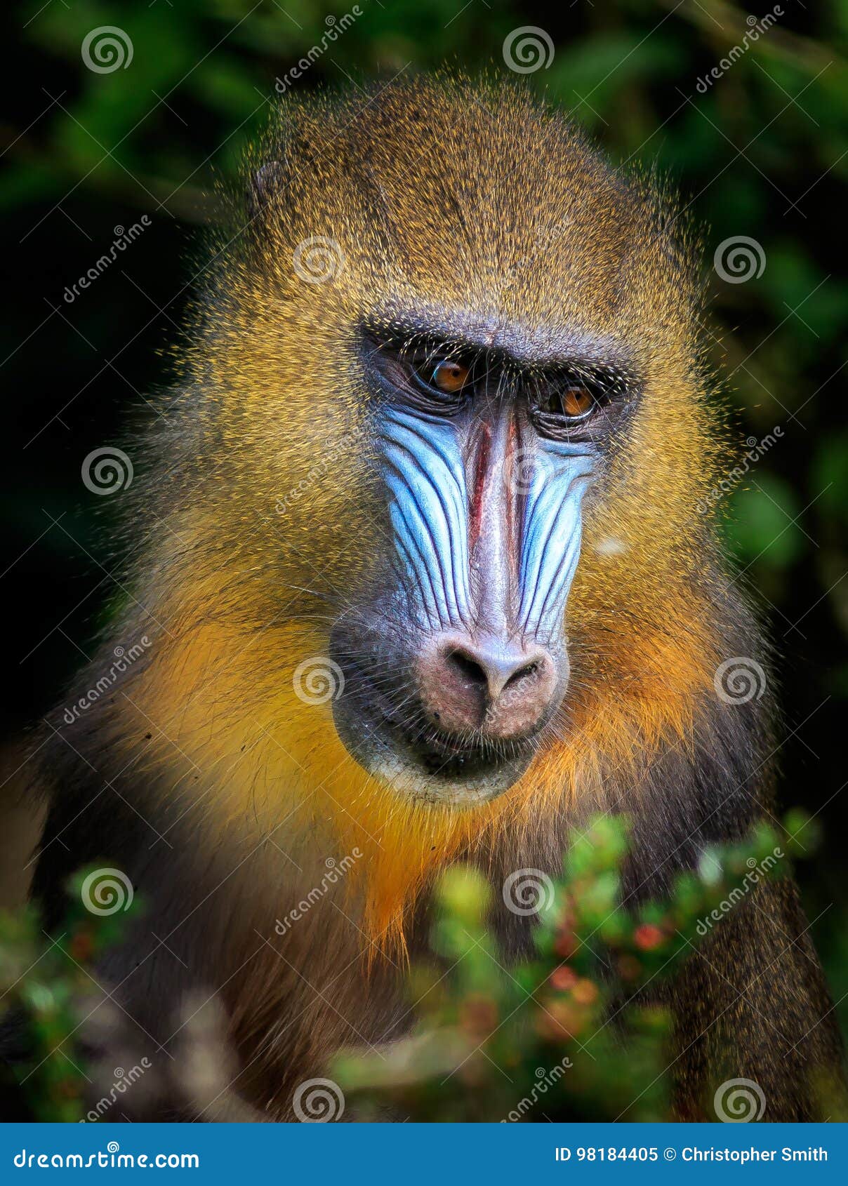Mandrill Mandrillus sphinx stock image. Image of cute - 98184405
