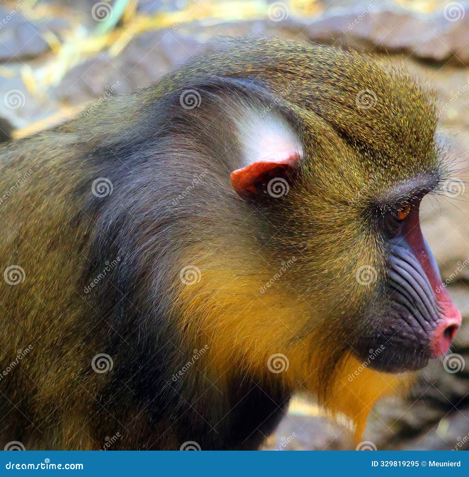 The Mandrill (Mandrillus Sphinx) Stock Image - Image of canines ...