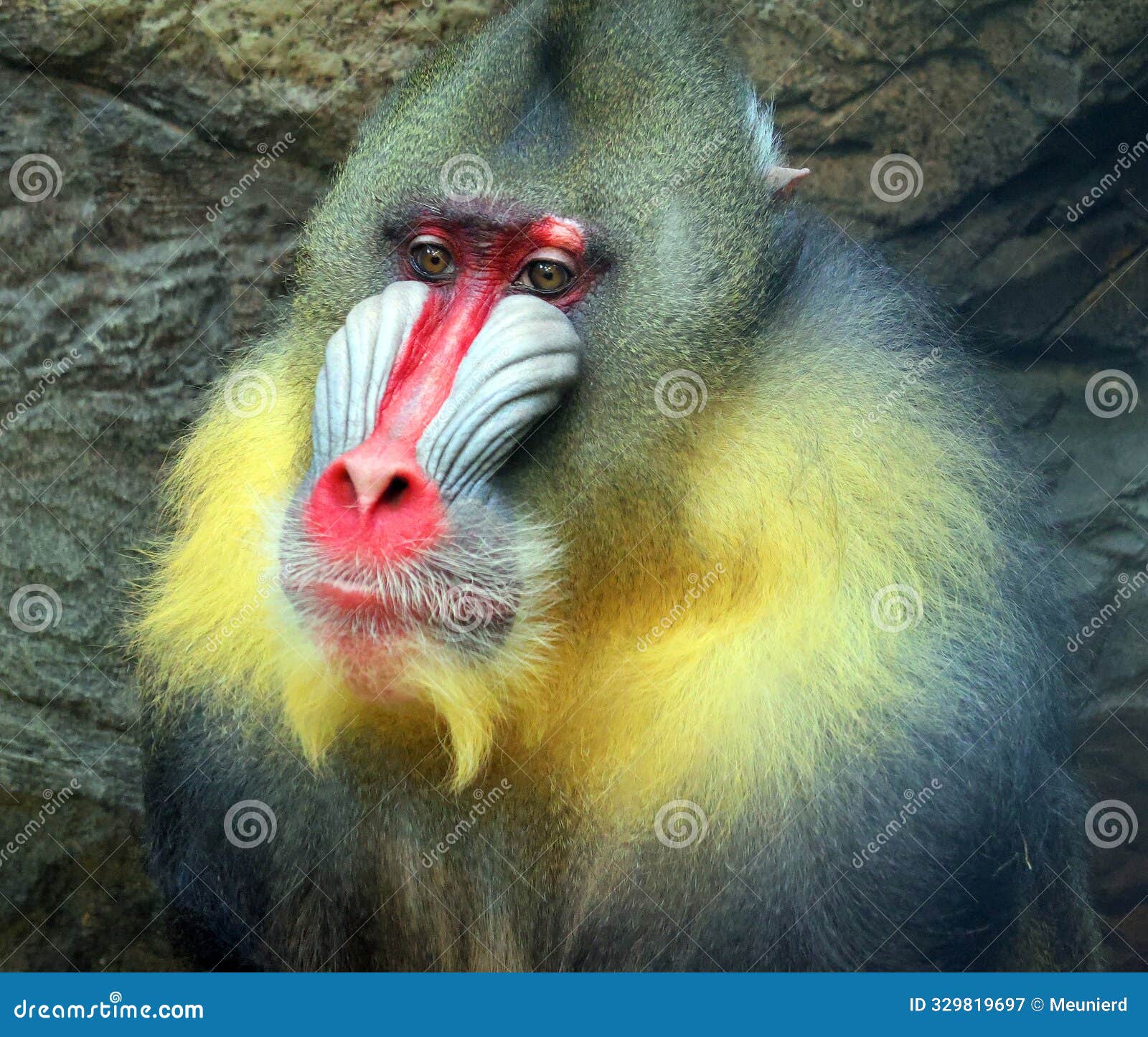 The Mandrill (Mandrillus Sphinx) Stock Image - Image of captive ...