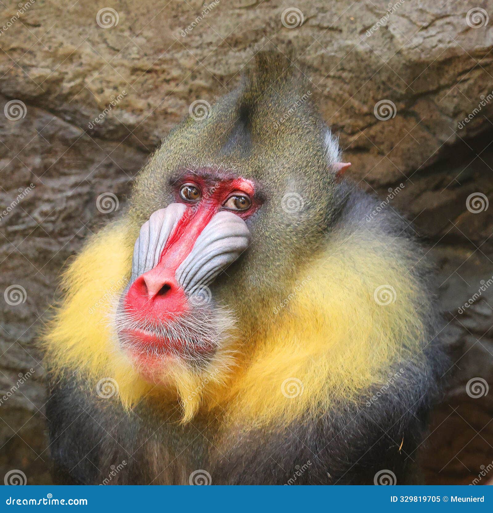 The Mandrill (Mandrillus Sphinx) Stock Image - Image of colorful, head ...