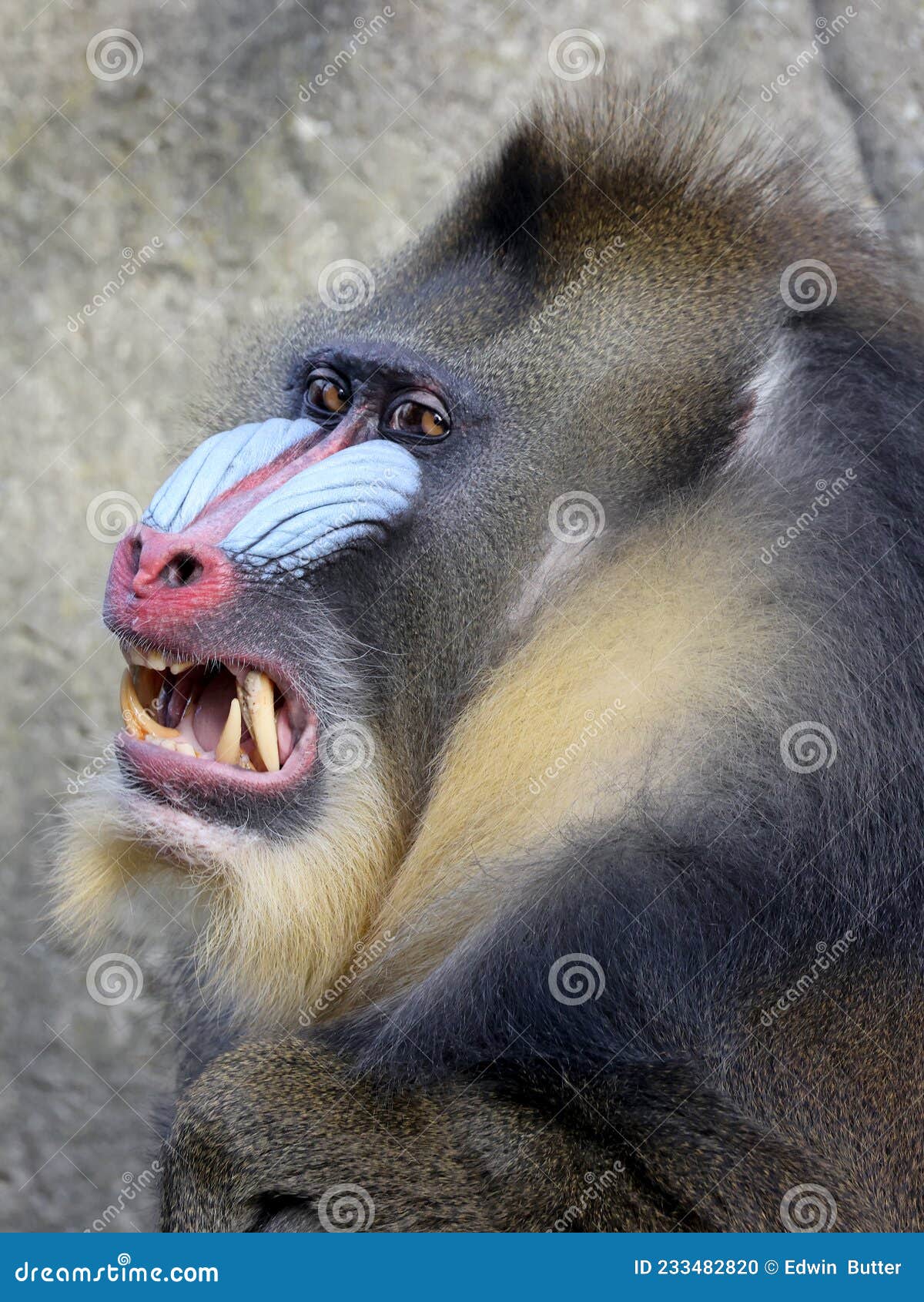 Mandrill Mandrillus sphinx stock photo. Image of sphinx - 233482820