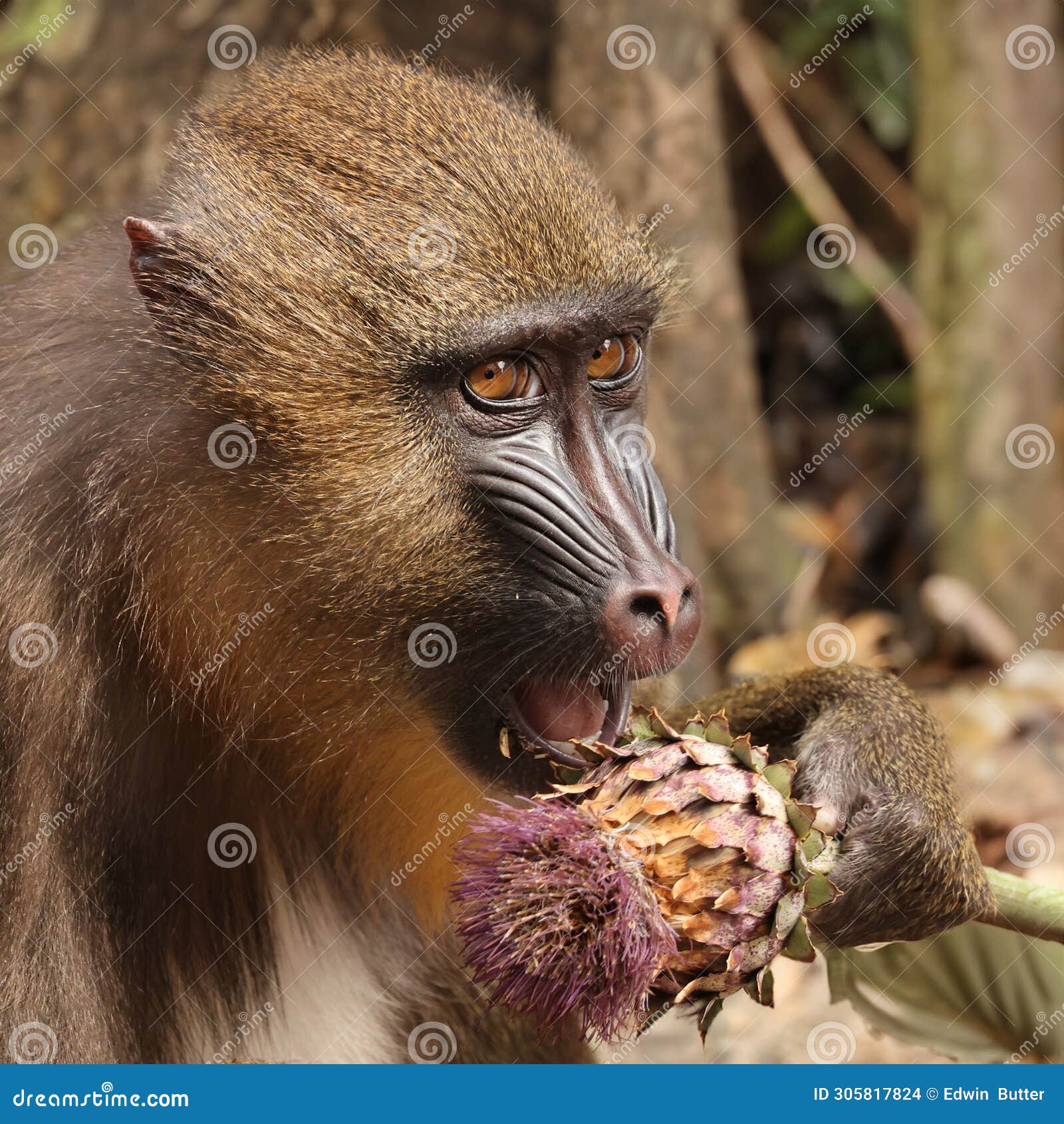 A Mandrill (Mandrillus Sphinx) Stock Photo - Image of mandrillus ...