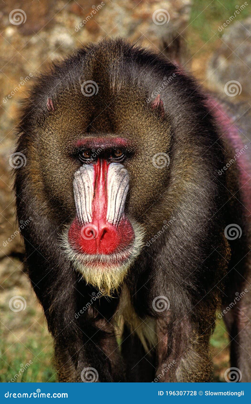 Mandrill, Mandrillus Sphinx, Portrait of Male Stock Photo - Image of ...