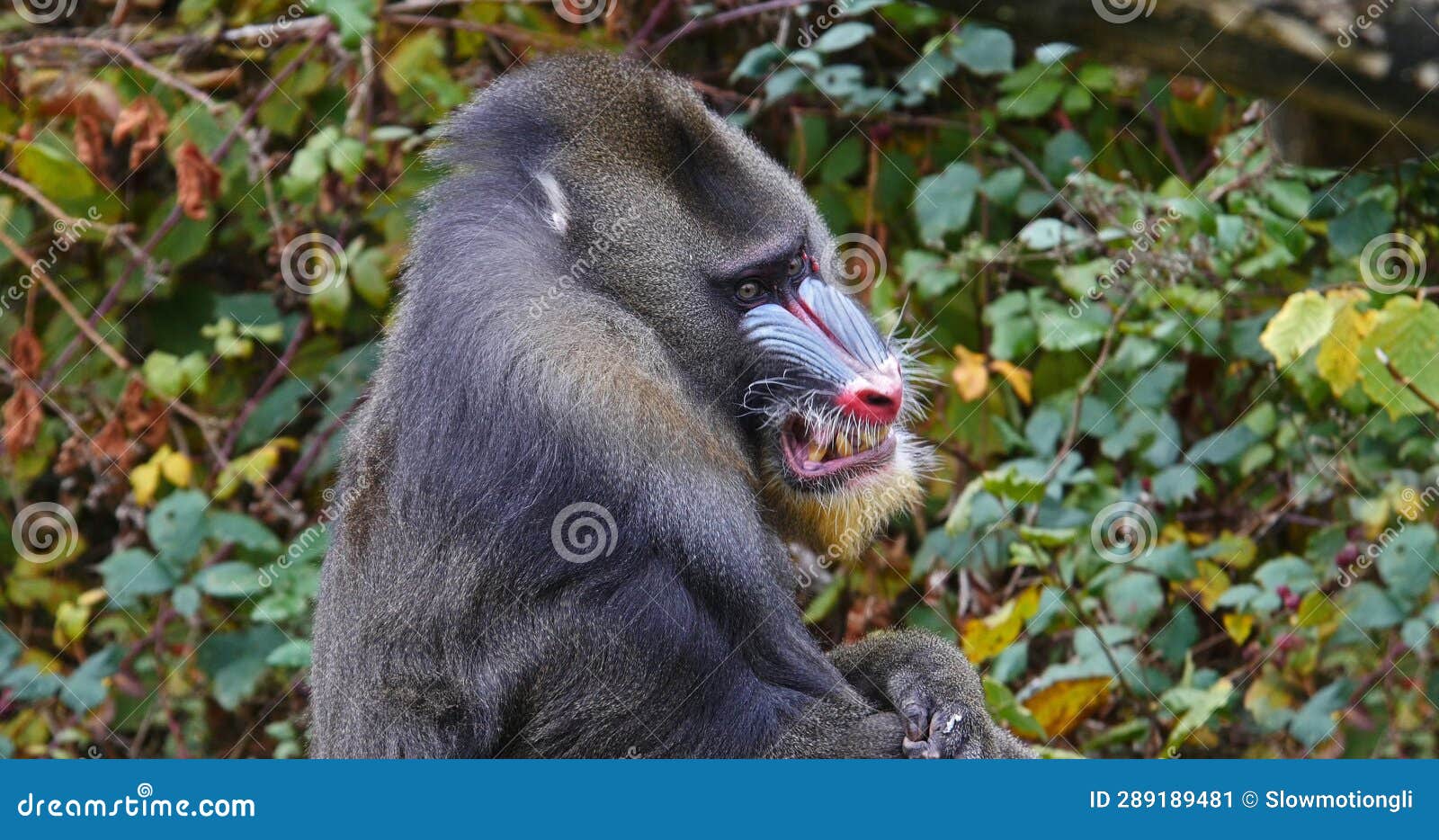 Mandrill, Mandrillus Sphinx, Portrait of Male Stock Image - Image of ...