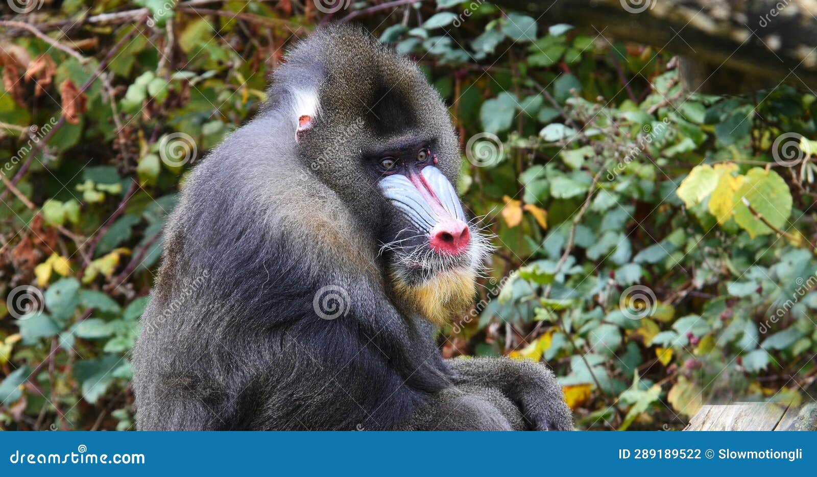Mandrill, Mandrillus Sphinx, Portrait of Male Stock Photo - Image of ...