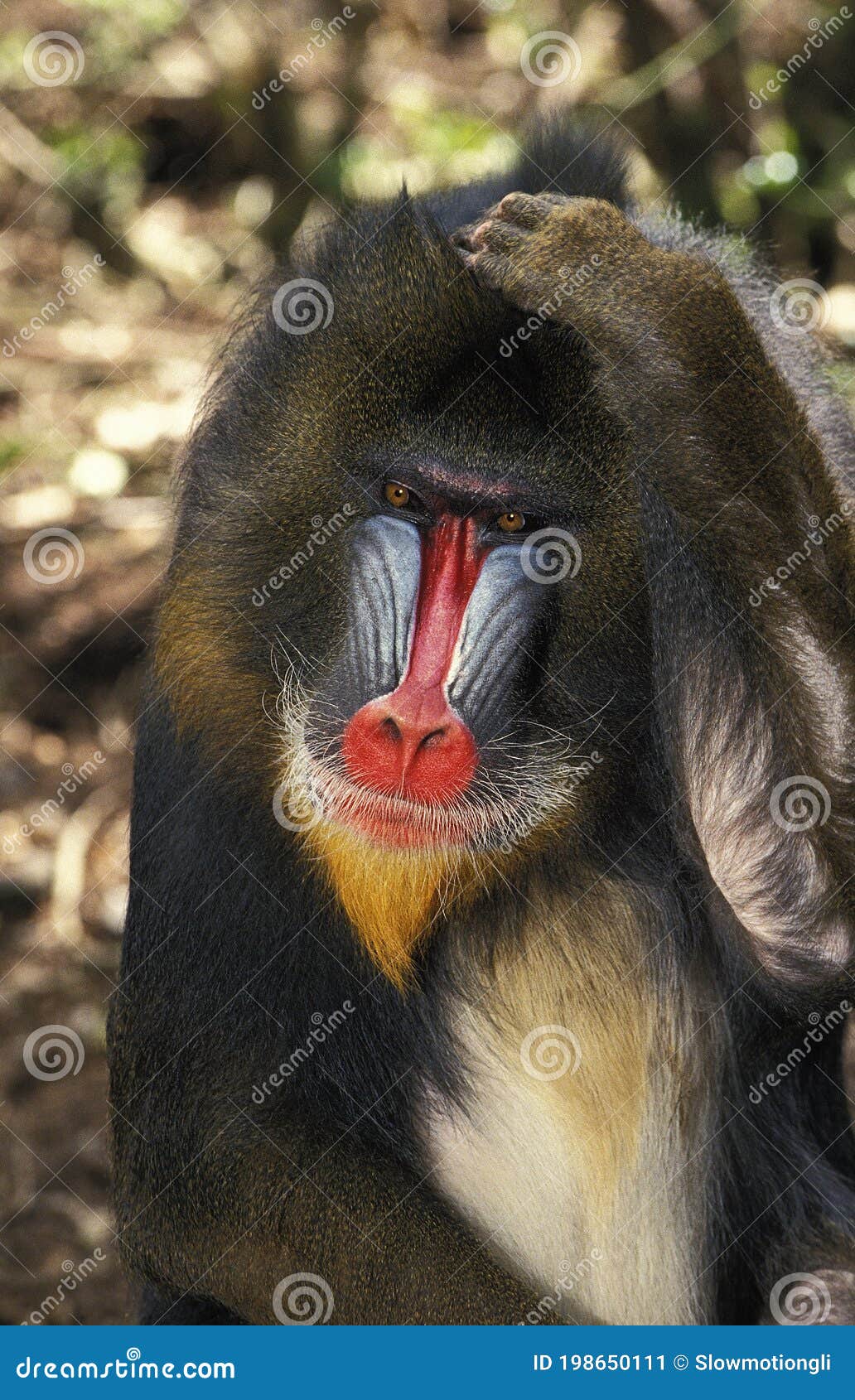 Mandrill, Mandrillus Sphinx, Portrait of Male, Scratching Head Stock ...