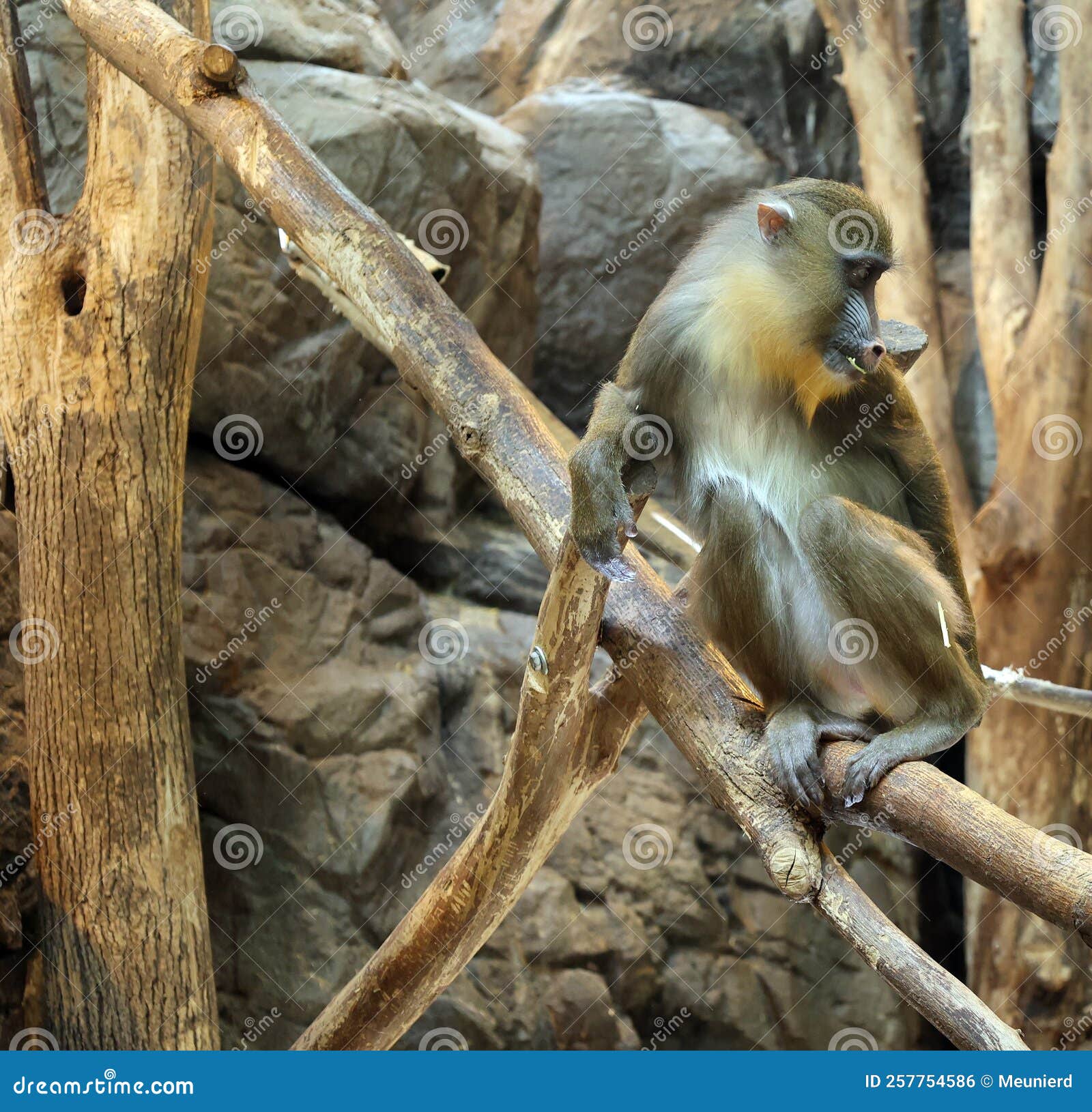 The Mandrill Mandrillus Sphinx is a Primate of the Old World Stock ...