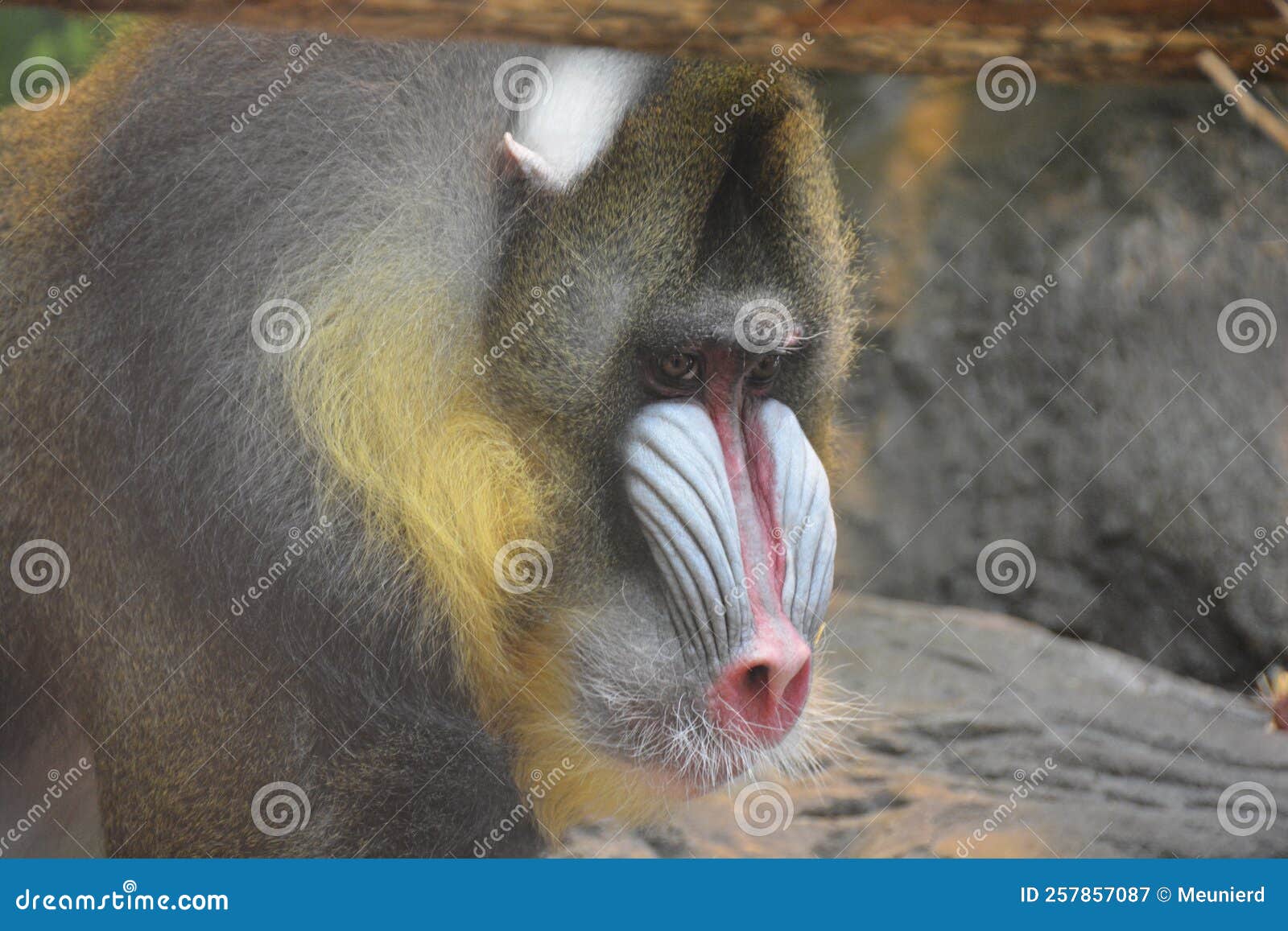 The Mandrill Mandrillus Sphinx is a Primate of the Old World Monkey ...