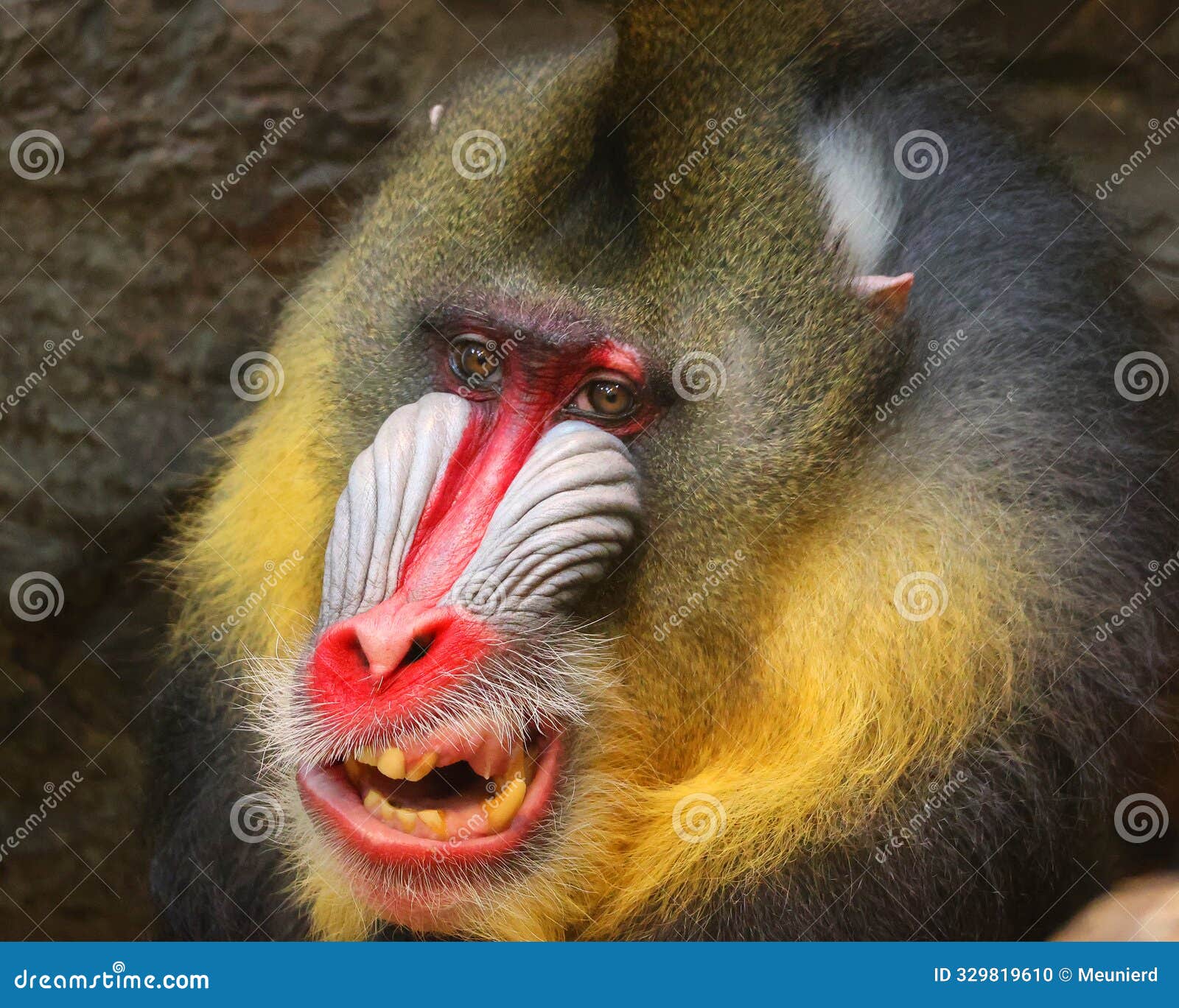 The Mandrill (Mandrillus Sphinx) Stock Photo - Image of mammal ...