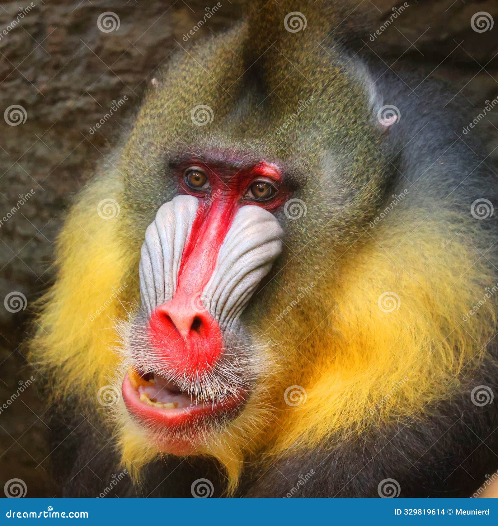 The Mandrill (Mandrillus Sphinx) Stock Photo - Image of muzzle ...