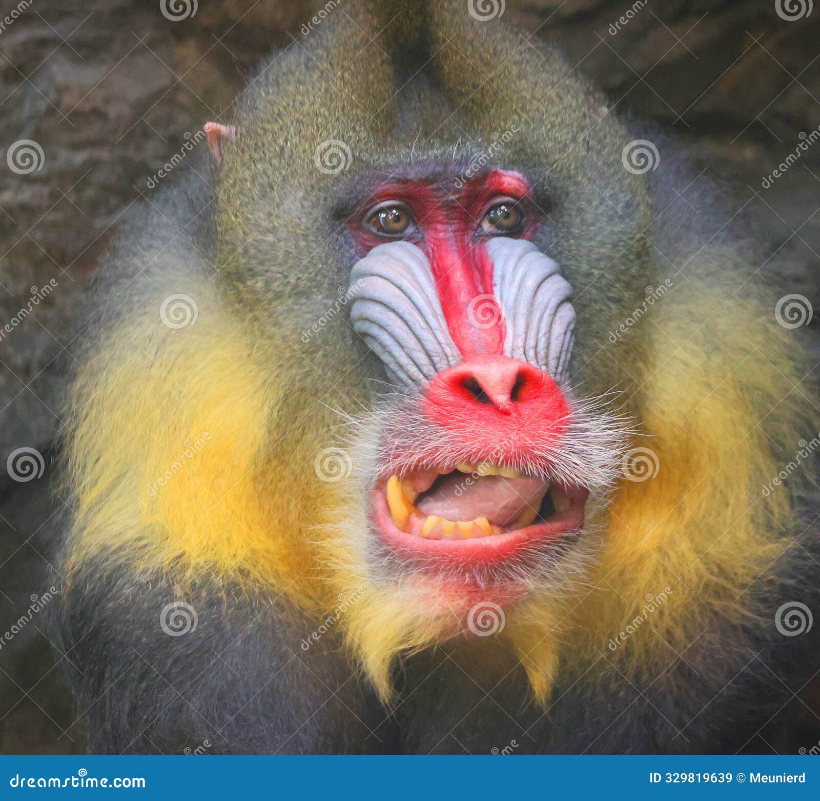 The Mandrill (Mandrillus Sphinx) Stock Image - Image of muzzle, monkey ...