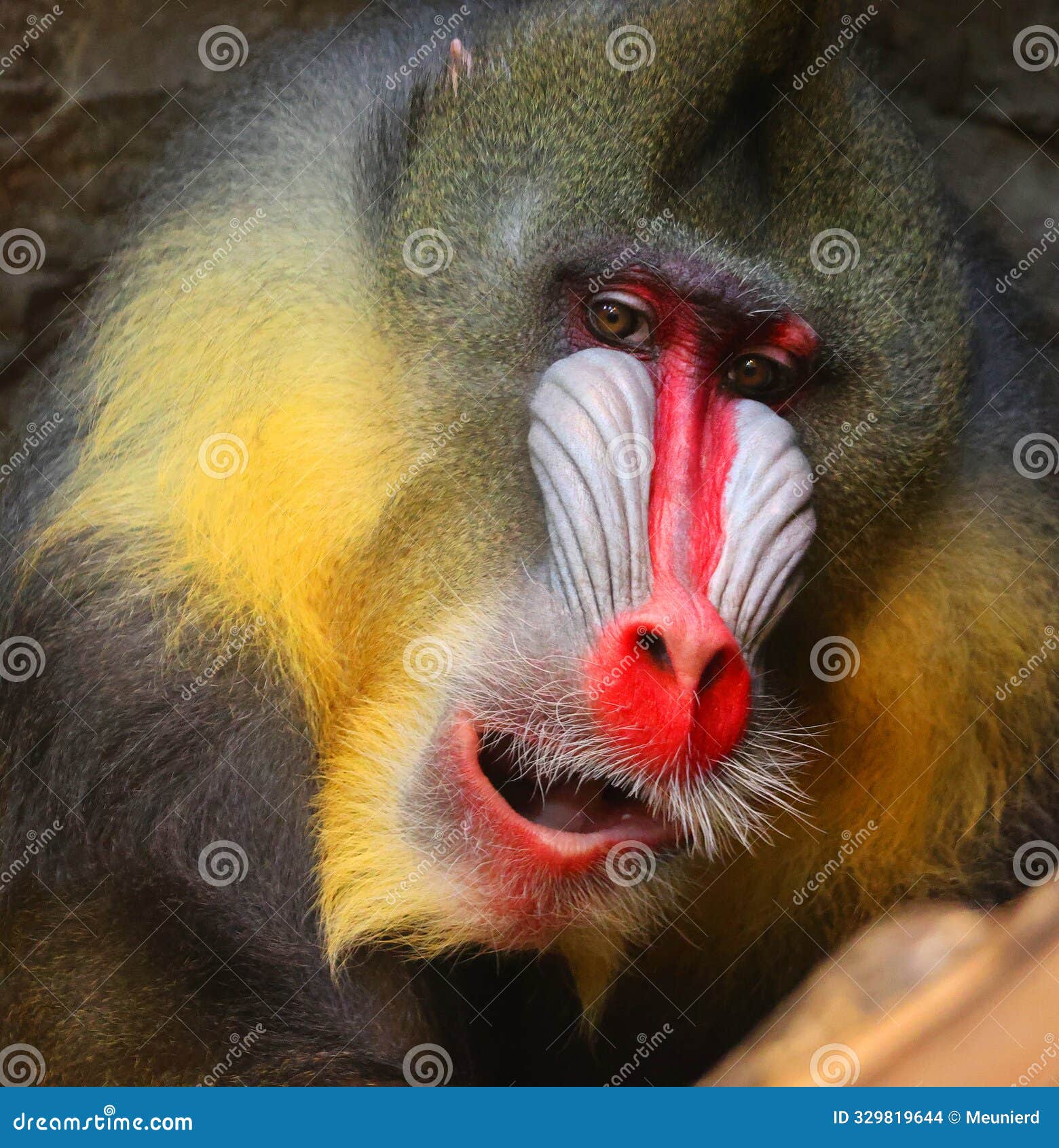 The Mandrill (Mandrillus Sphinx) Stock Photo - Image of gabon, primate ...