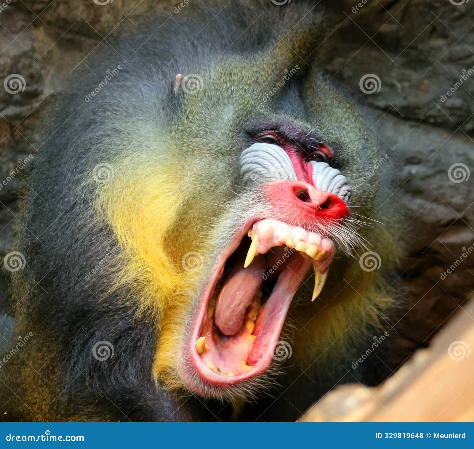 The Mandrill (Mandrillus Sphinx) Stock Photo - Image of monkey ...