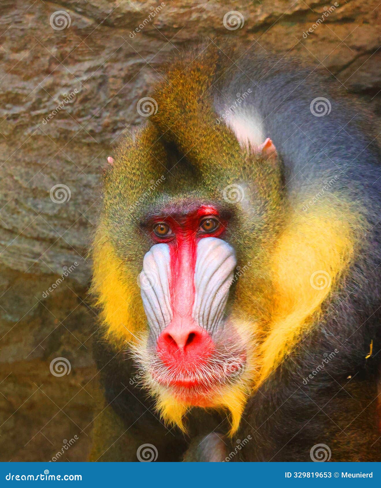 The Mandrill (Mandrillus Sphinx) Stock Image - Image of colouful, head ...