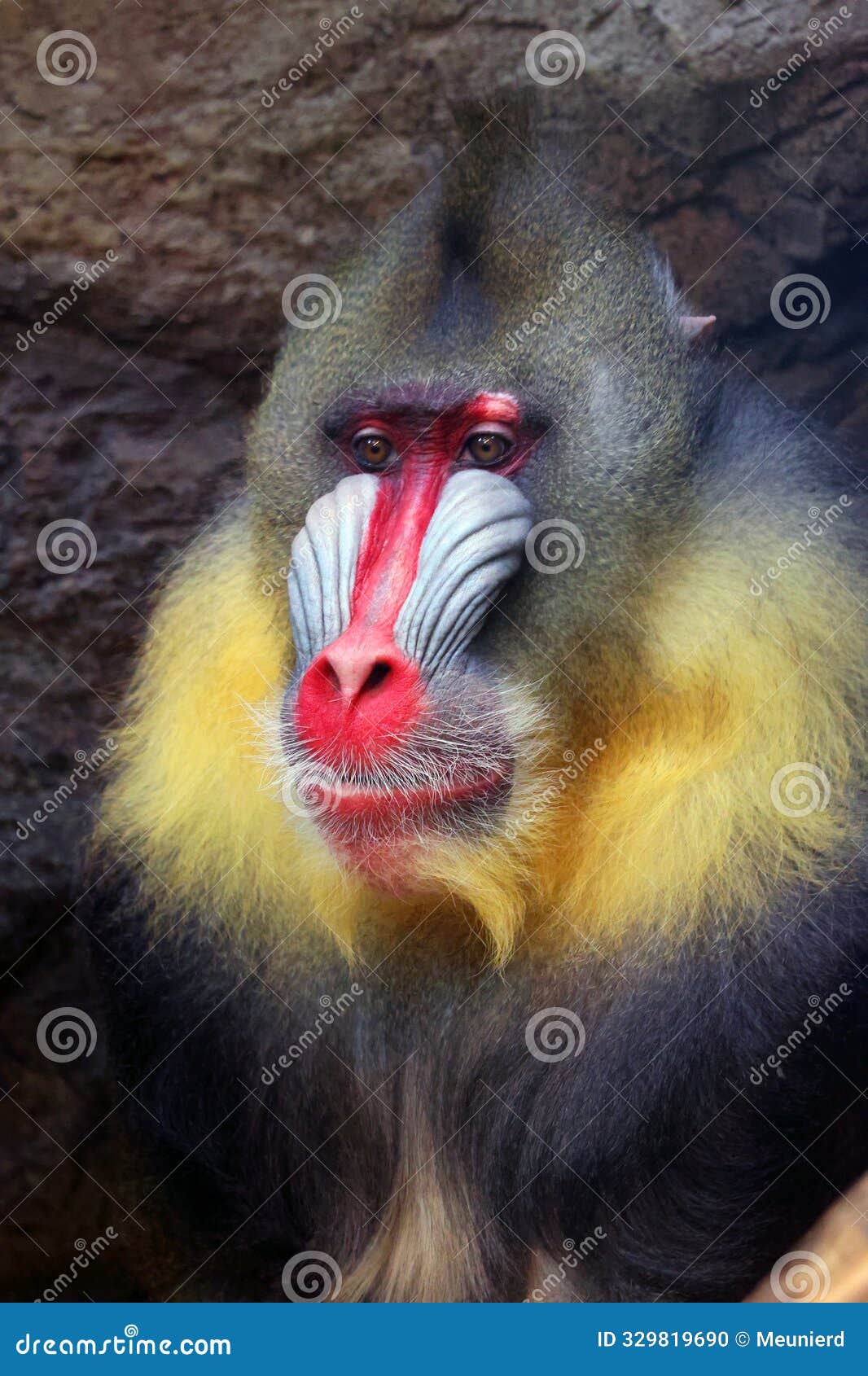 The Mandrill (Mandrillus Sphinx) Stock Photo - Image of blue ...