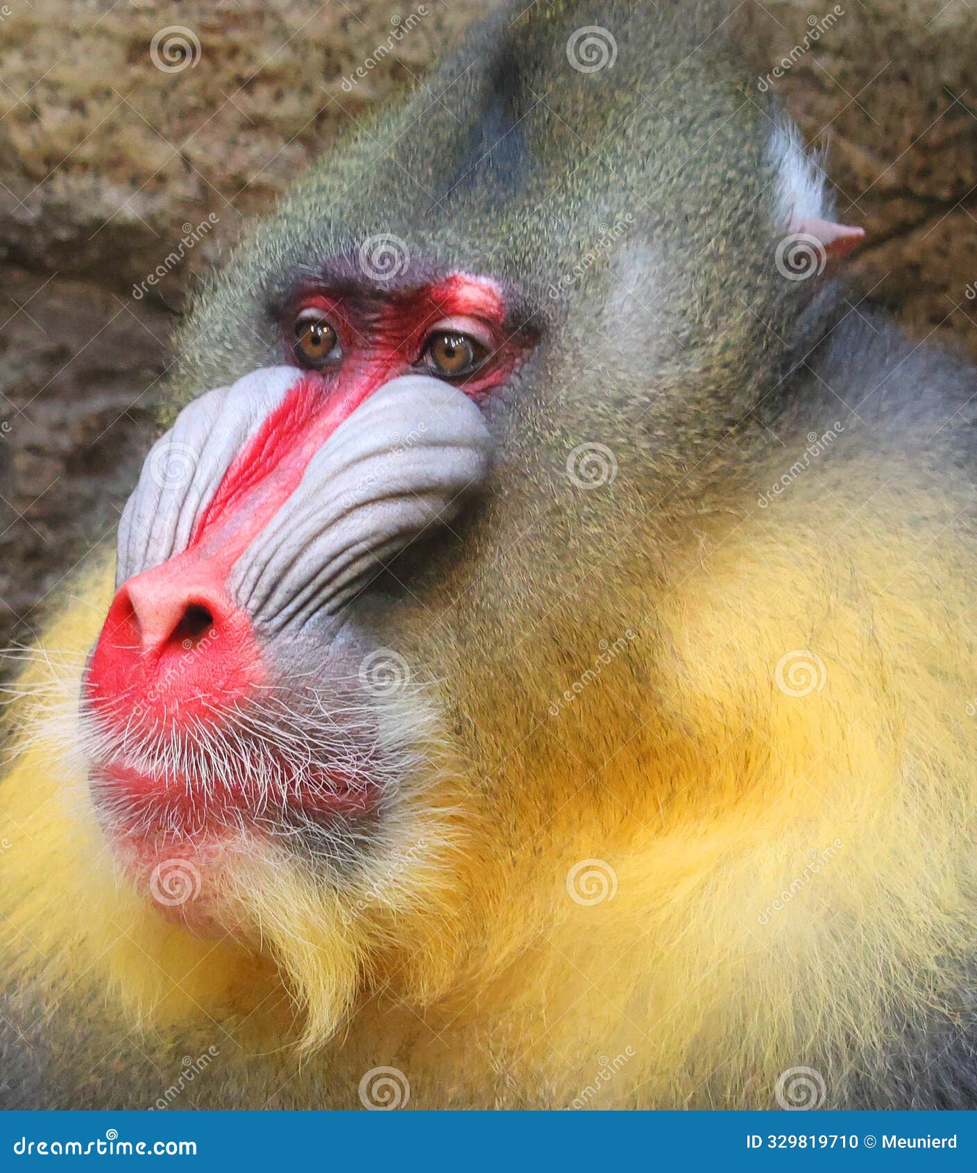 The Mandrill (Mandrillus Sphinx) Stock Photo - Image of captive, head ...