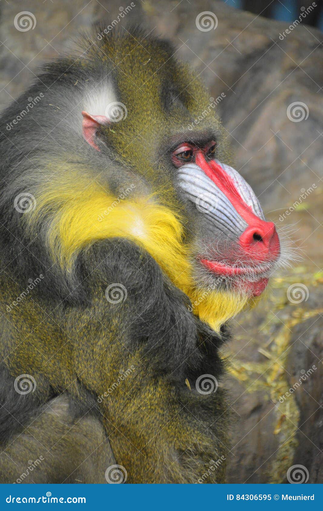 The mandrill stock image. Image of blue, monkey, african - 84306595