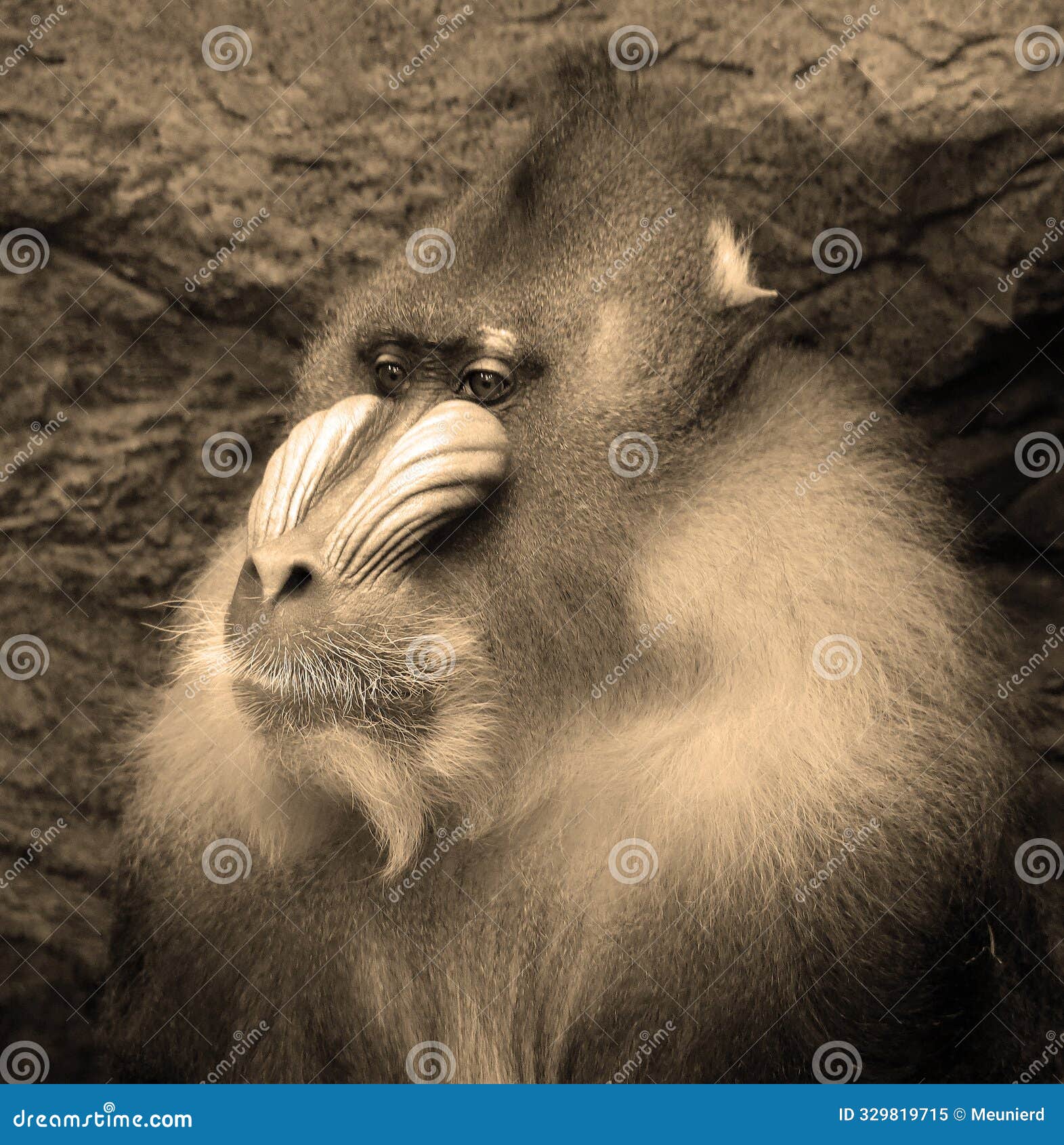 The Mandrill (Mandrillus Sphinx) Stock Image - Image of congo, muzzle ...