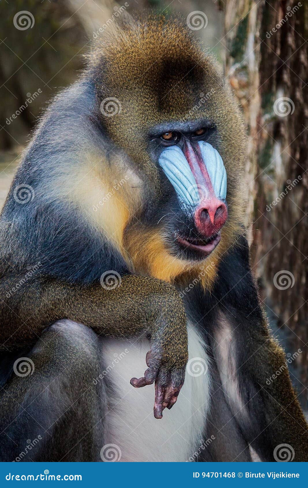 Mandrill Mandrillus sphinx stock photo. Image of mandrillus - 94701468