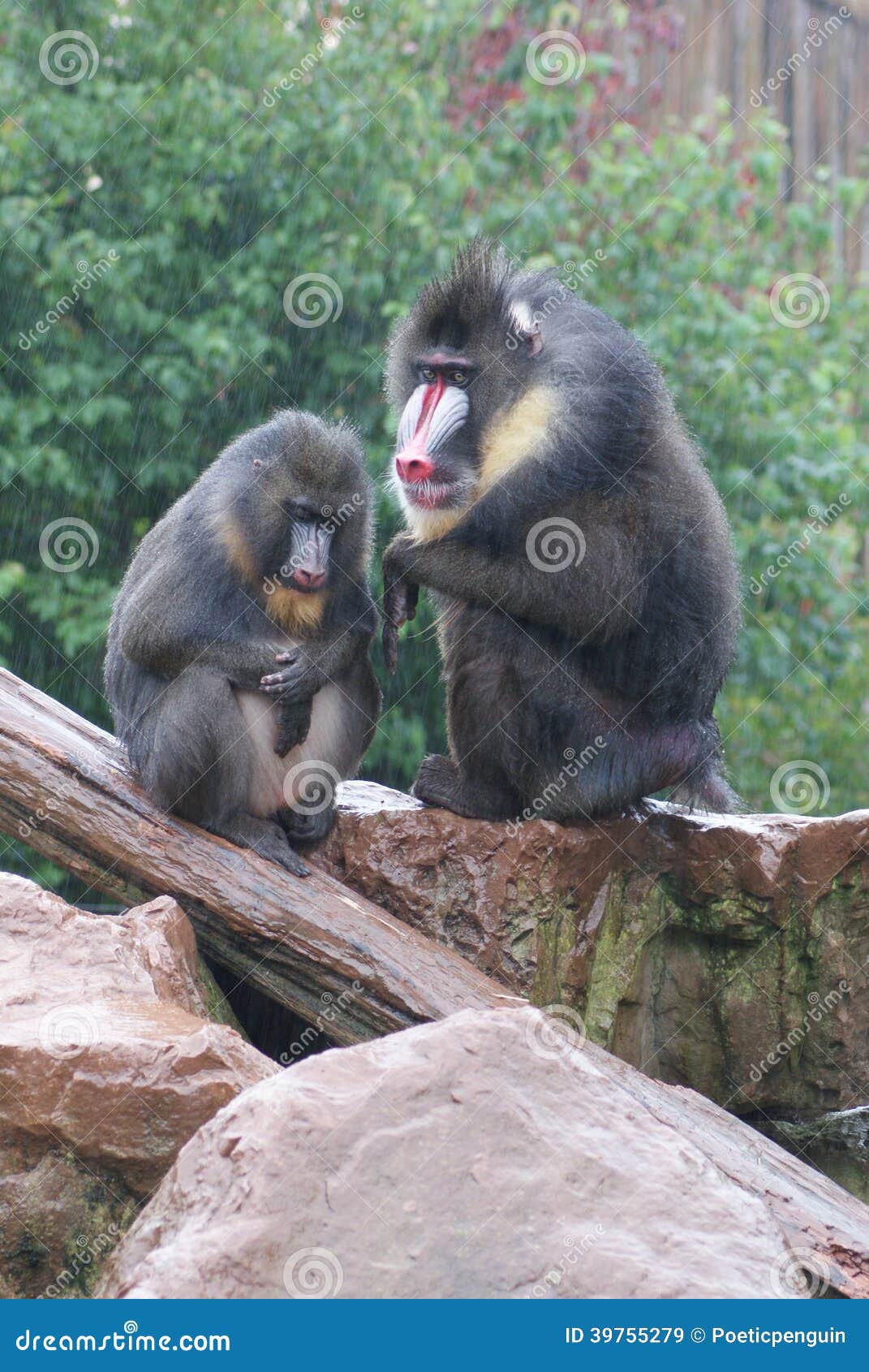 Mandrill - Mandrillus Sphinx Stock Image - Image of jungle, family ...